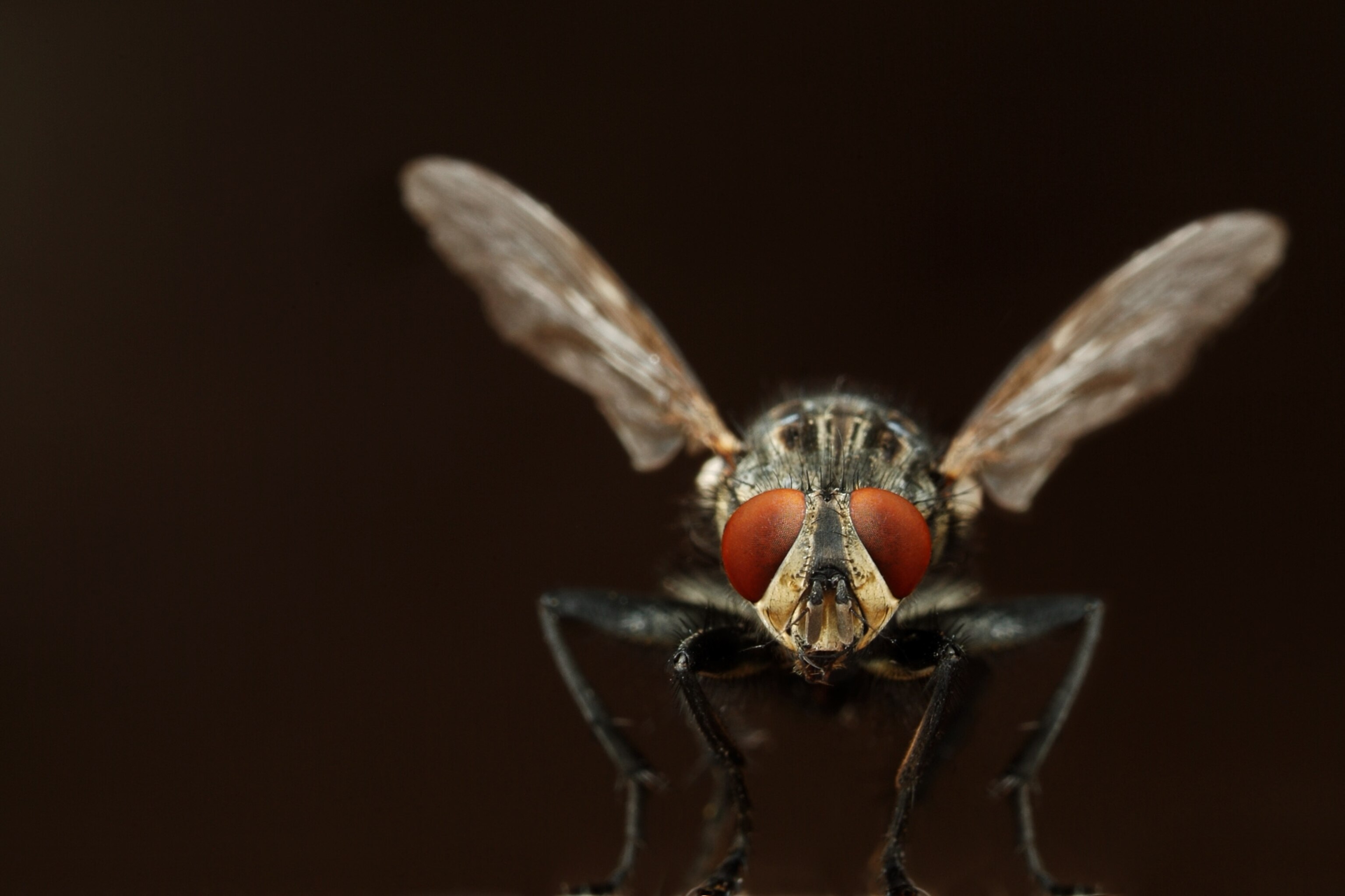 Four Weird Ways Animals Sense the World