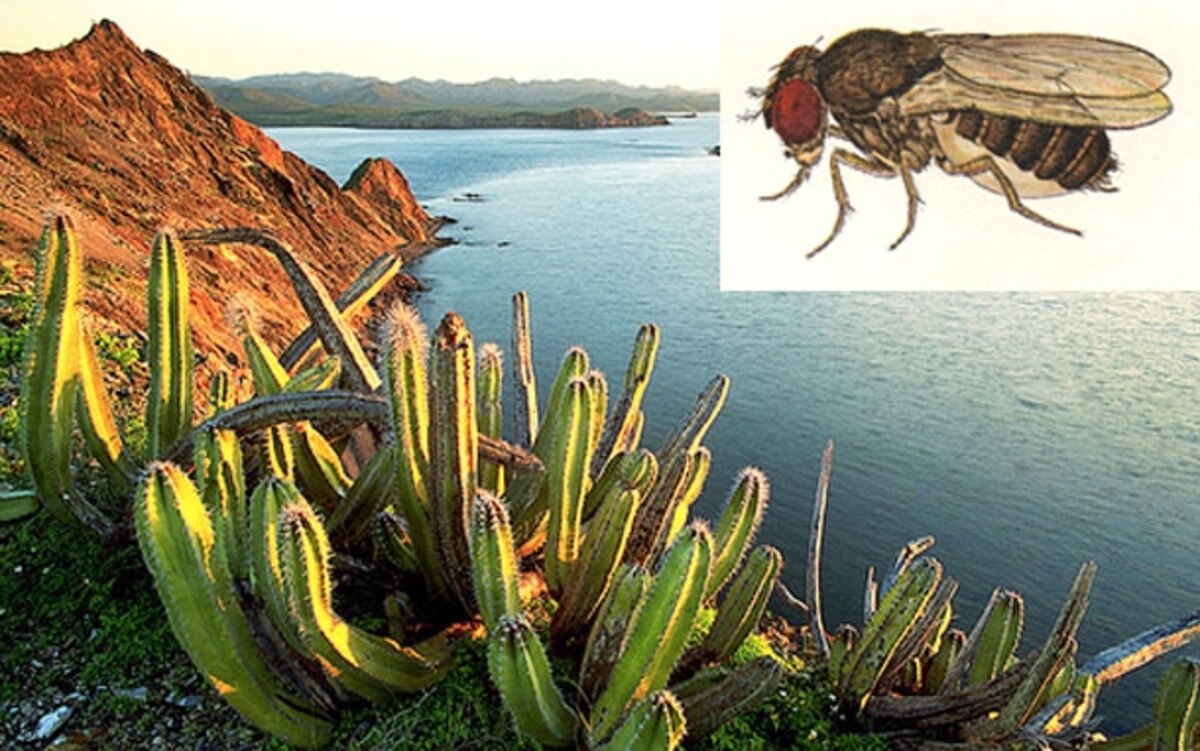 Thanks to one gene, this fly needs a cactus to escape Neverland