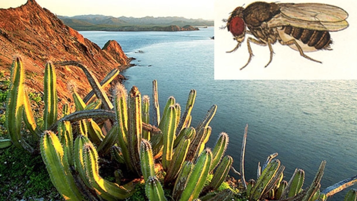Thanks to one gene, this fly needs a cactus to escape Neverland ...