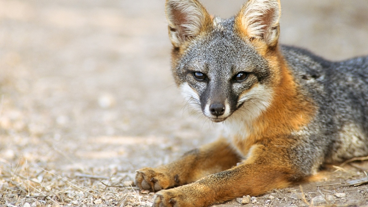 Pictures: "Rarest of the Rare" Species Named