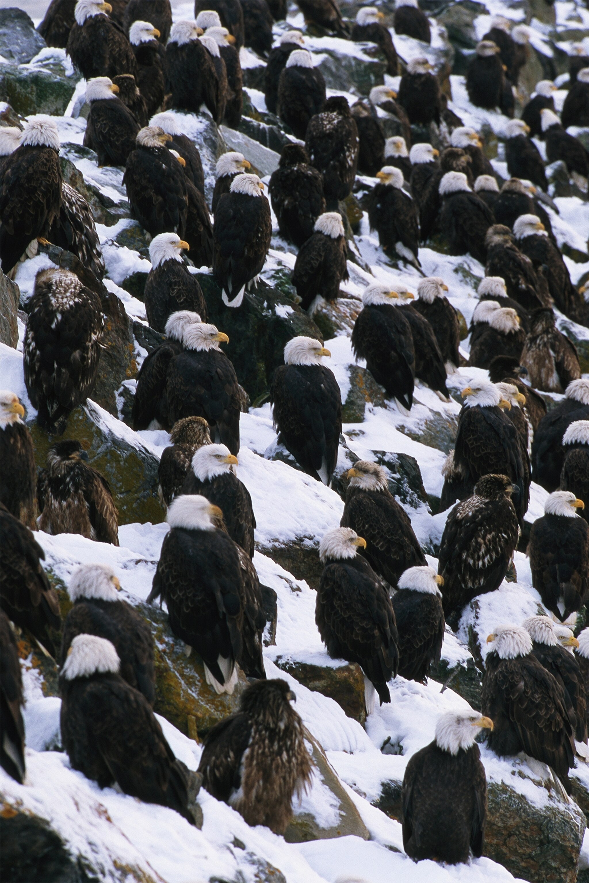 Ferocious Eagle Attack Captured in Slow Motion in Alaska