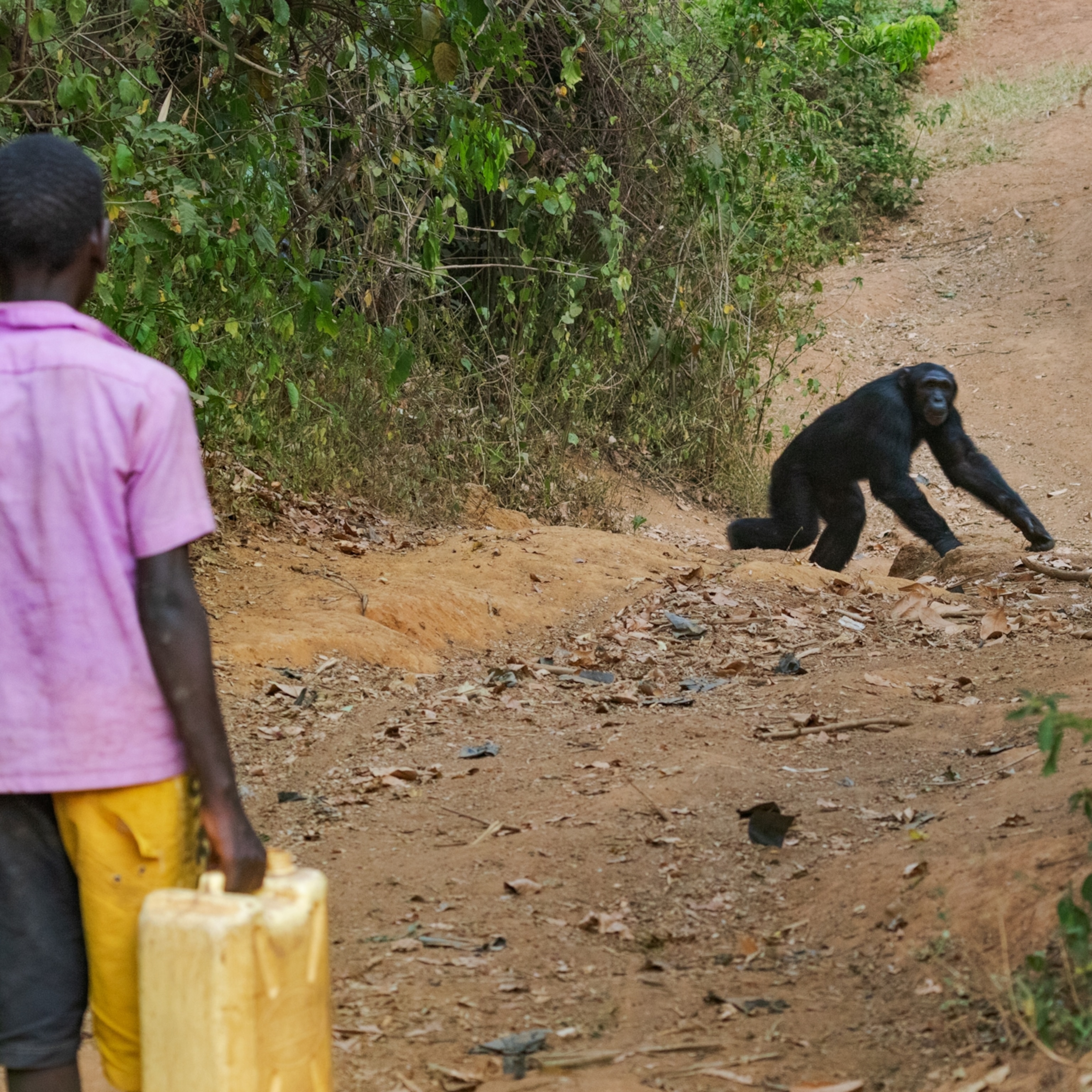 Monkey Attacks On Humans