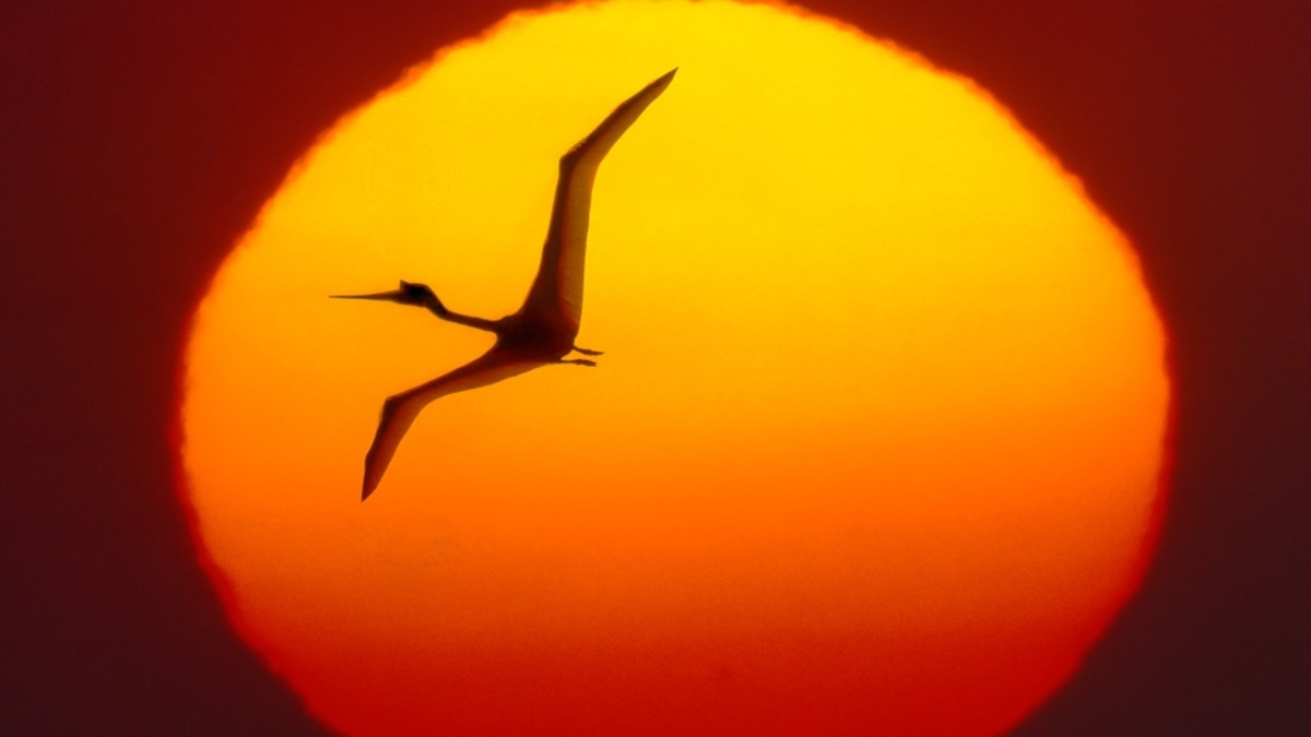 Giant Pterosaurs Could Fly 10,000 Miles Nonstop | National Geographic