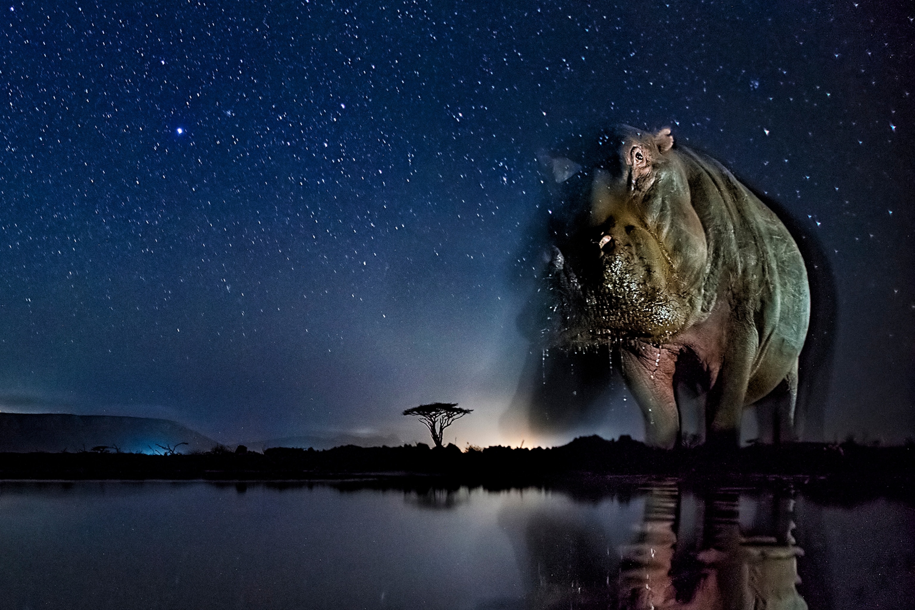 8 Haunting Pictures of Wild Animals at Night