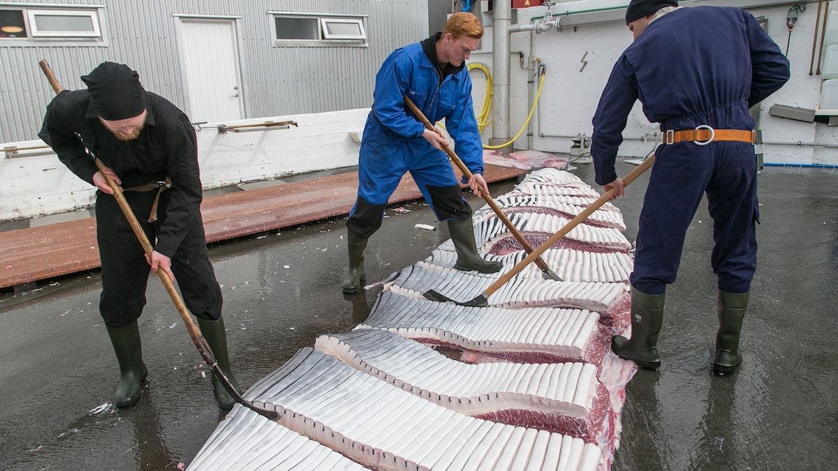 Norway’s Whaling Program Just Got Even More Controversial | National ...