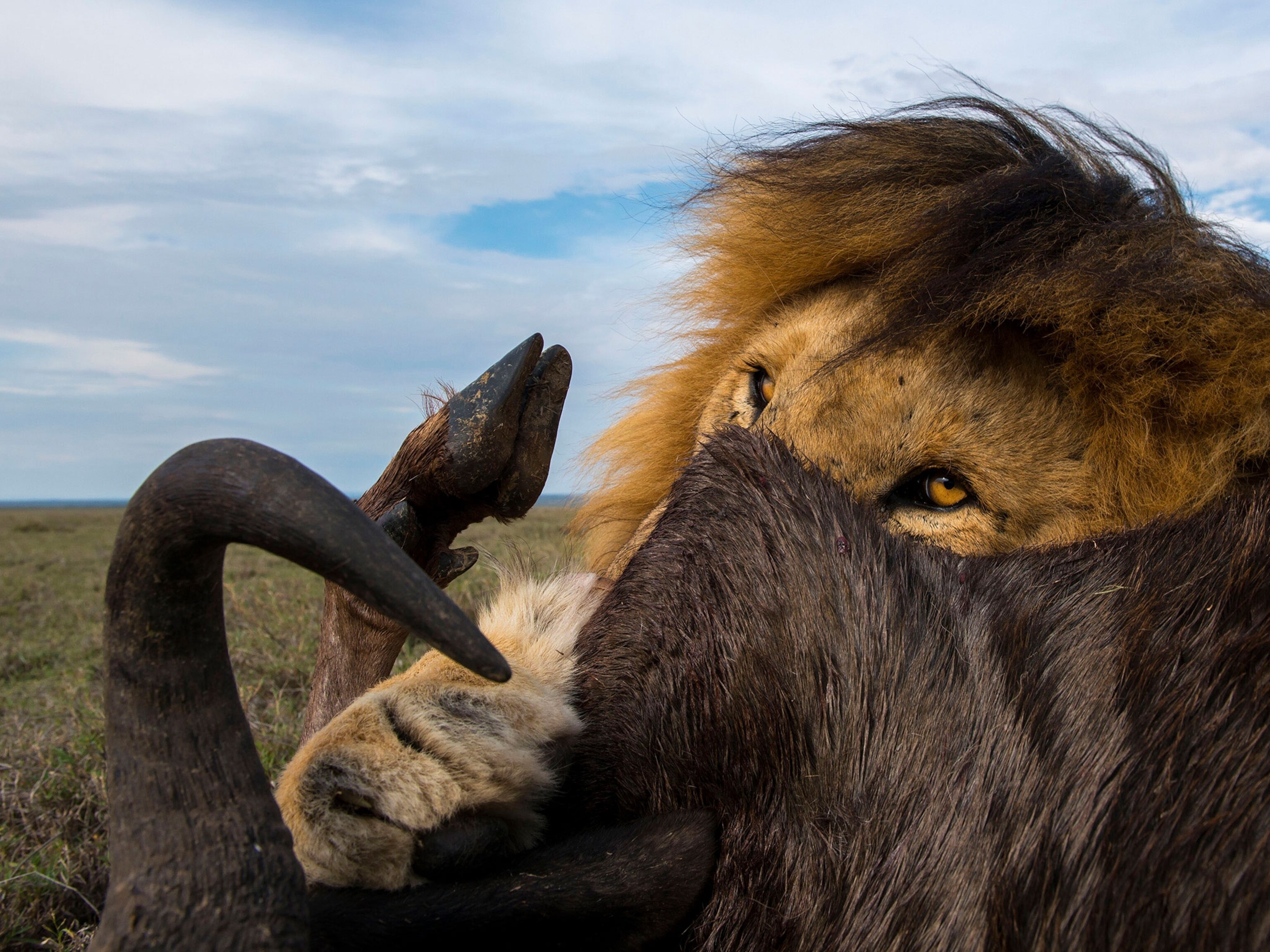 Remembering the African Lion That Defied Death