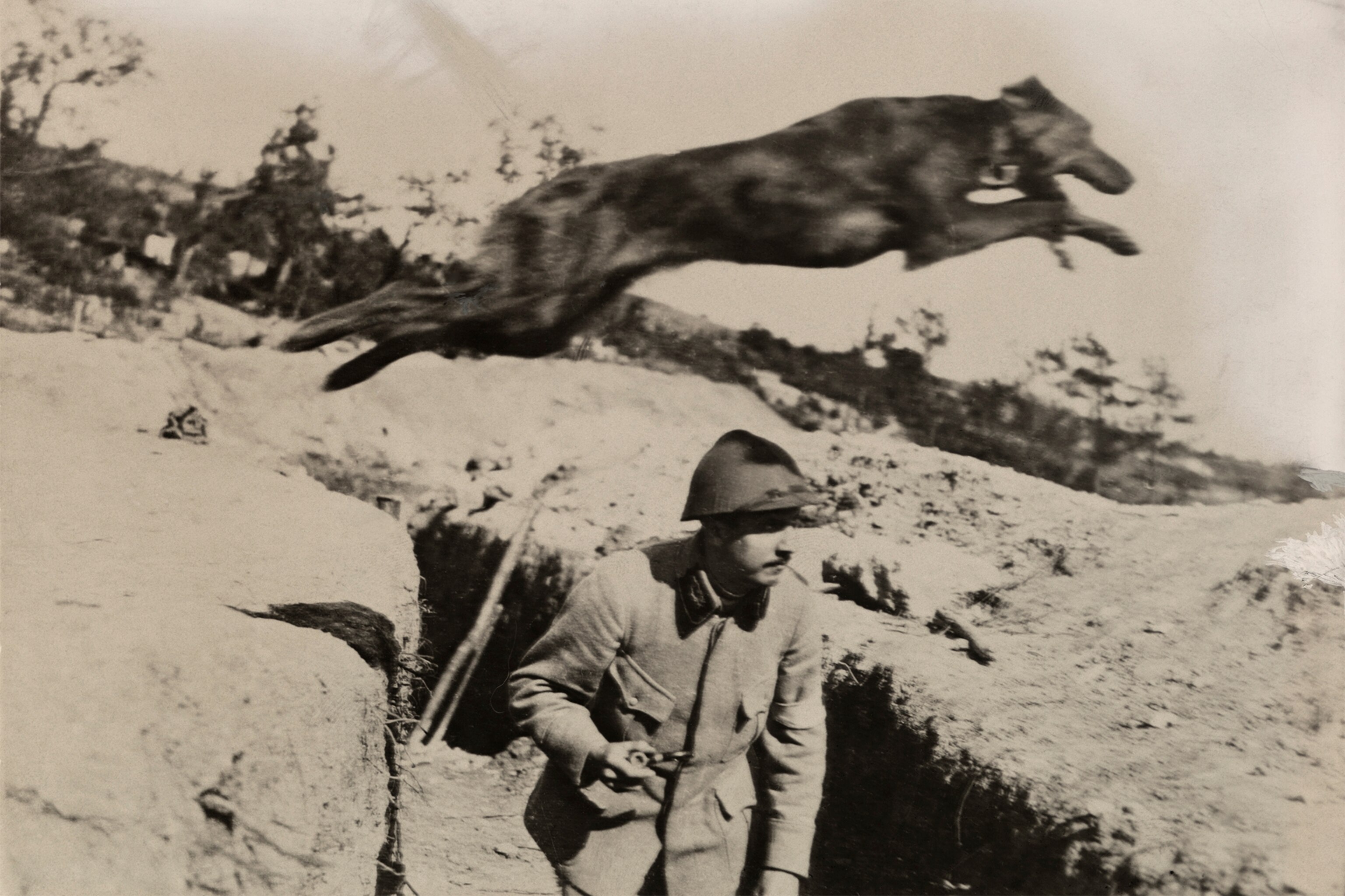 Dogs at War: Three-Legged Dog Delivers Crucial Message in WWI