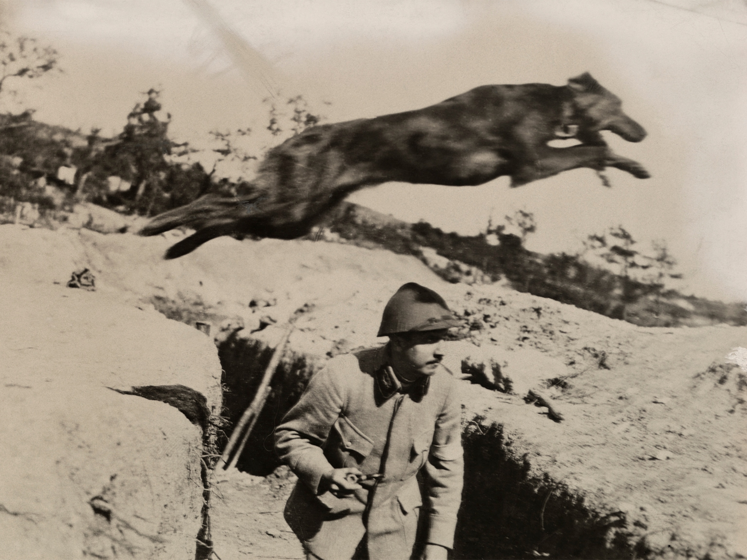 What Was The Role Of Dogs In Ww1