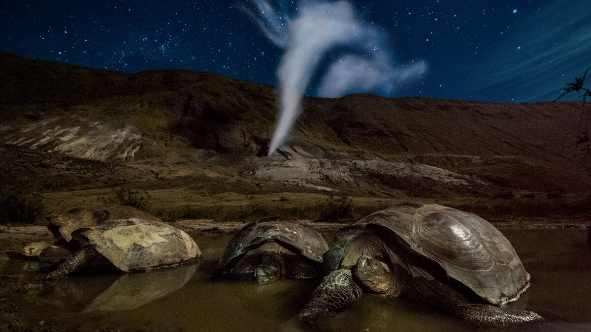 Photos: How Animals Behave at Night | National Geographic
