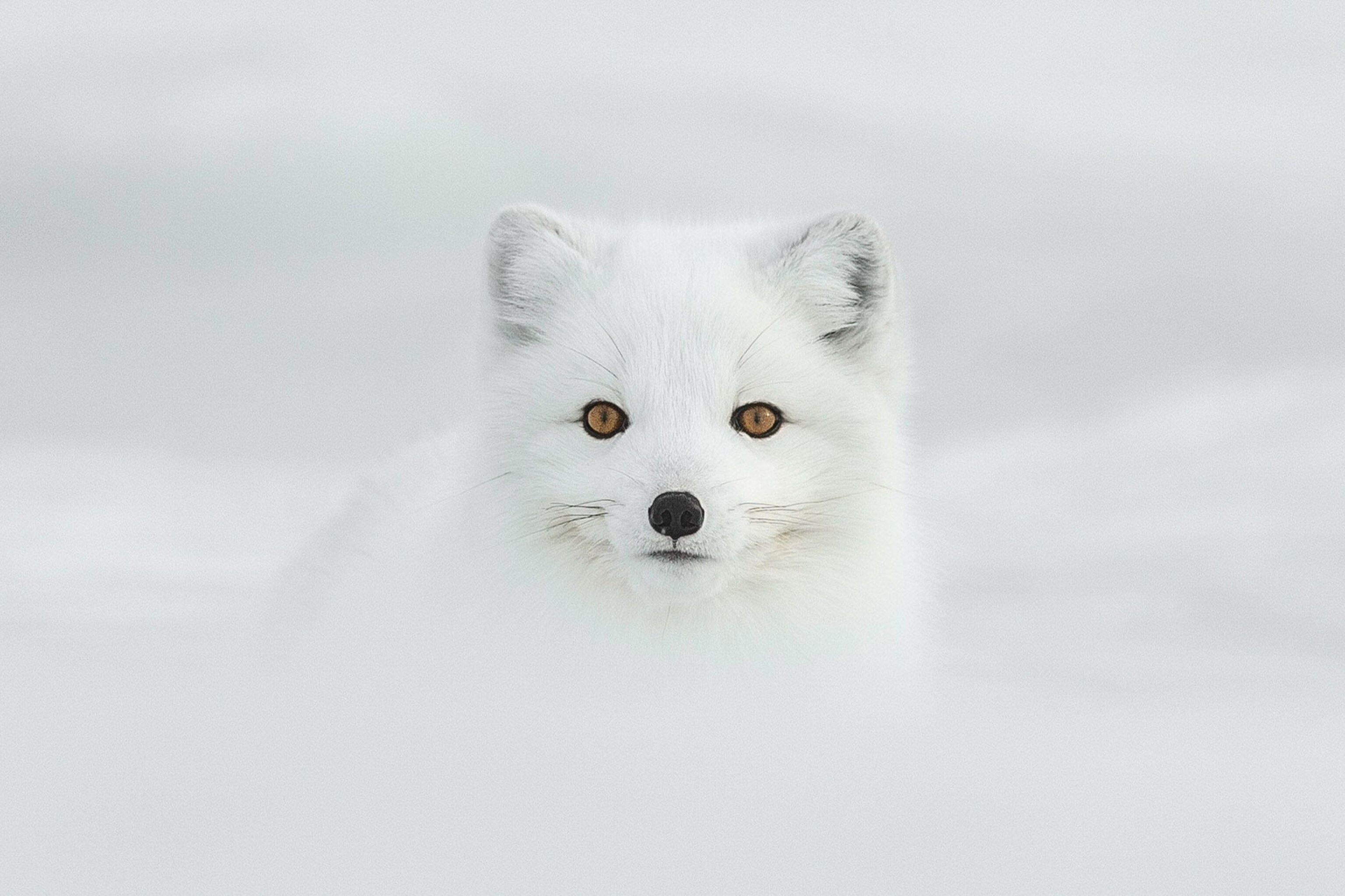 Masters of Deception: 5 Two-Faced Species