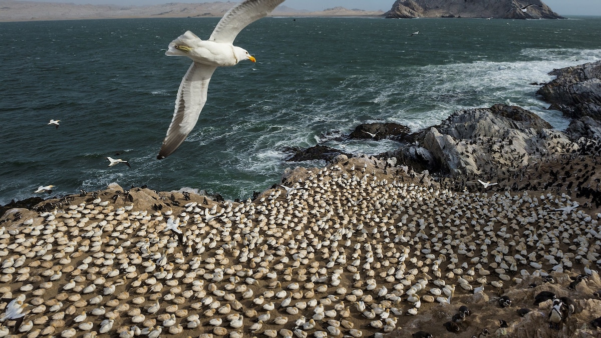 Plastic Pollution, Fish: It All Smells the Same To a Seabird | National ...