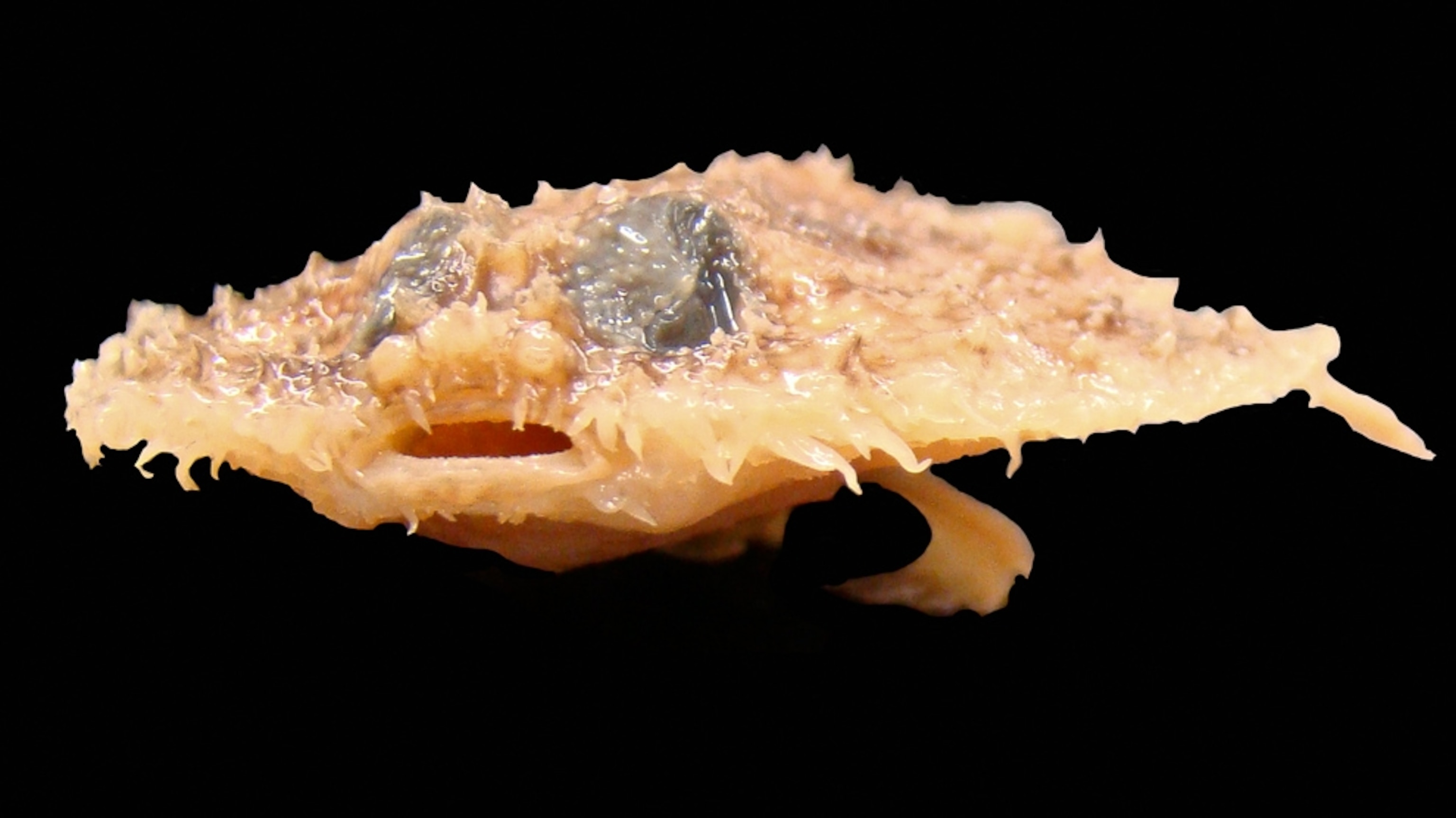 Top Ten New Species: "Walking" Fish, T. Rex Leech, More | National ...