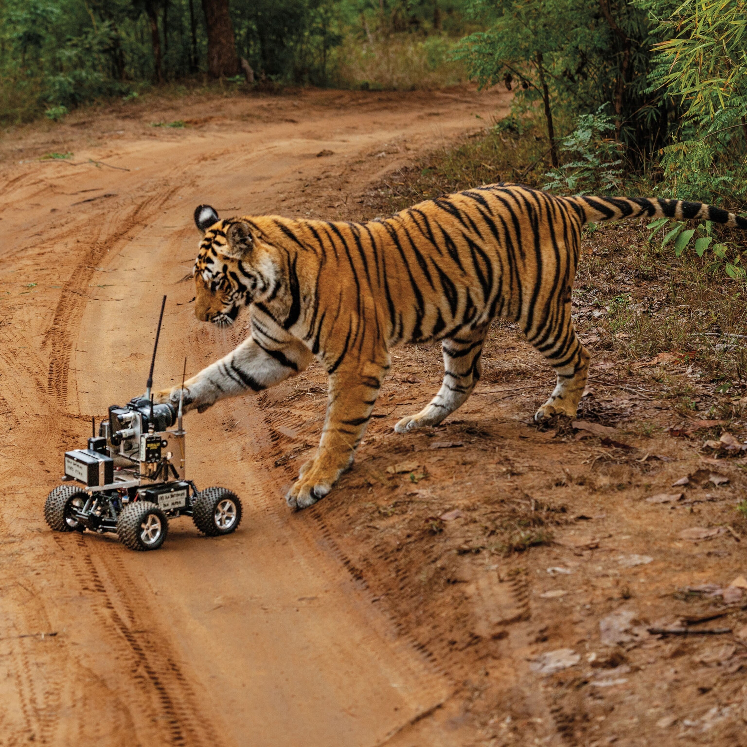 See Steve Winter's ‘camera car’ that took amazing pictures of tigers