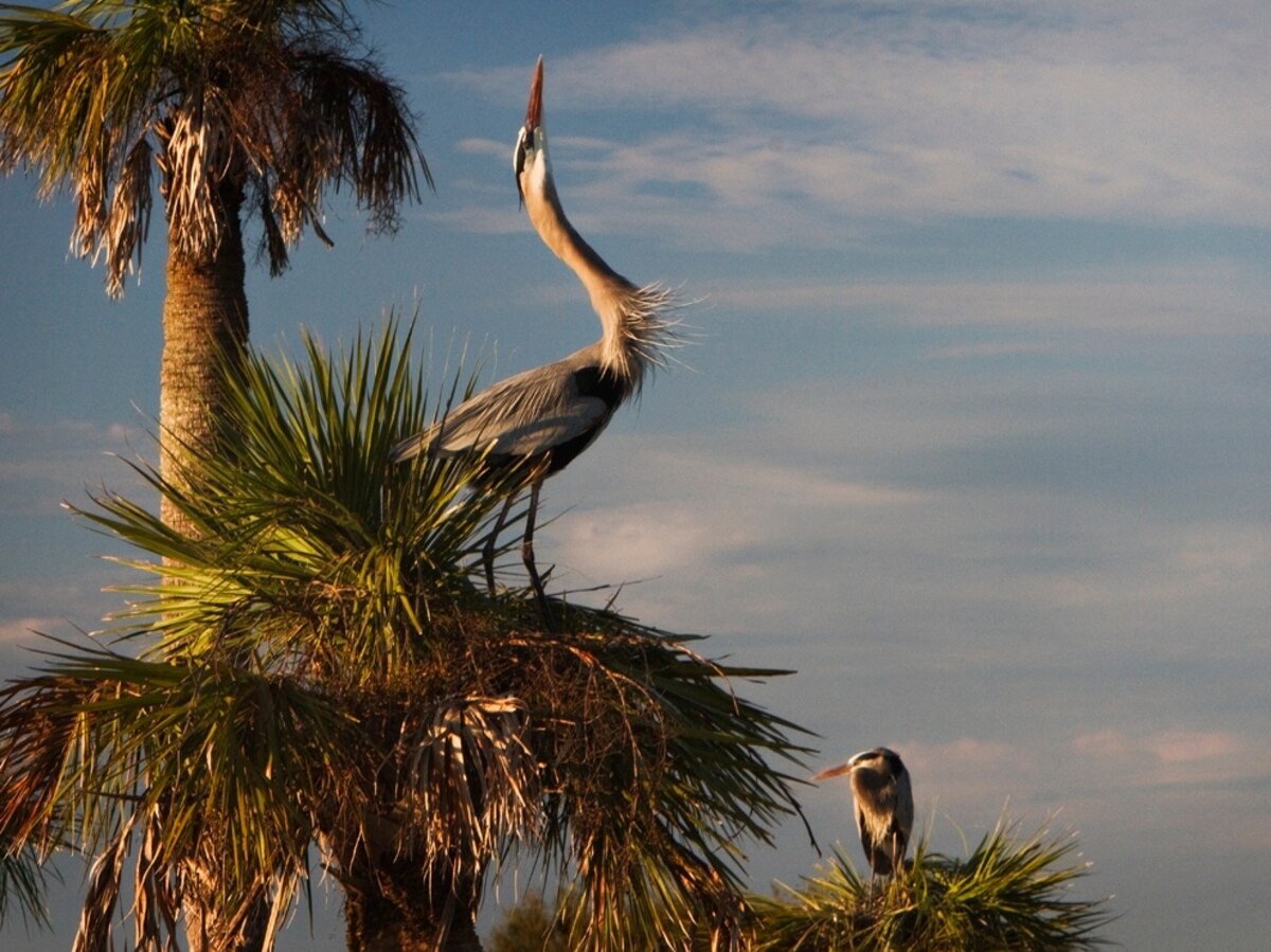 Florida by Land: Places to Photograph Wildlife -- National Geographic