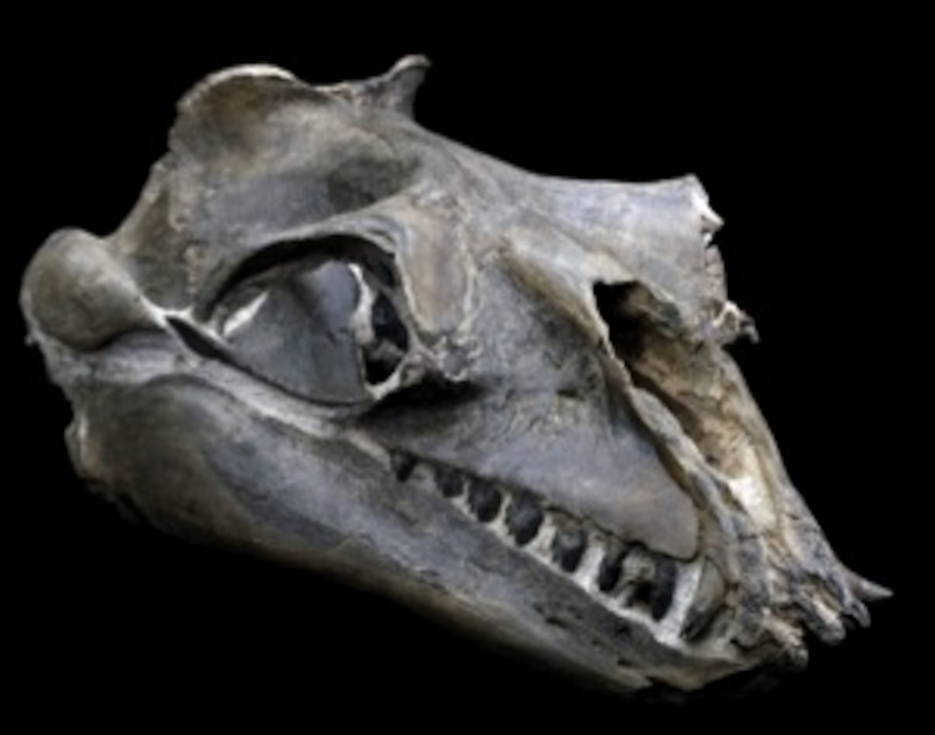 The Origin of the Ridiculous | National Geographic