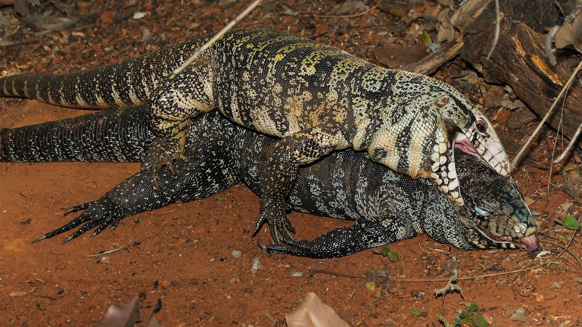 Corpse Bride: Lizard Necrophilia Reported in Brazil | National Geographic