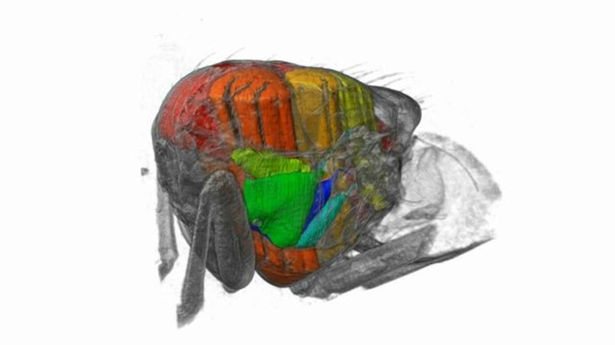 Video: Inside Look at Insect Flight | National Geographic