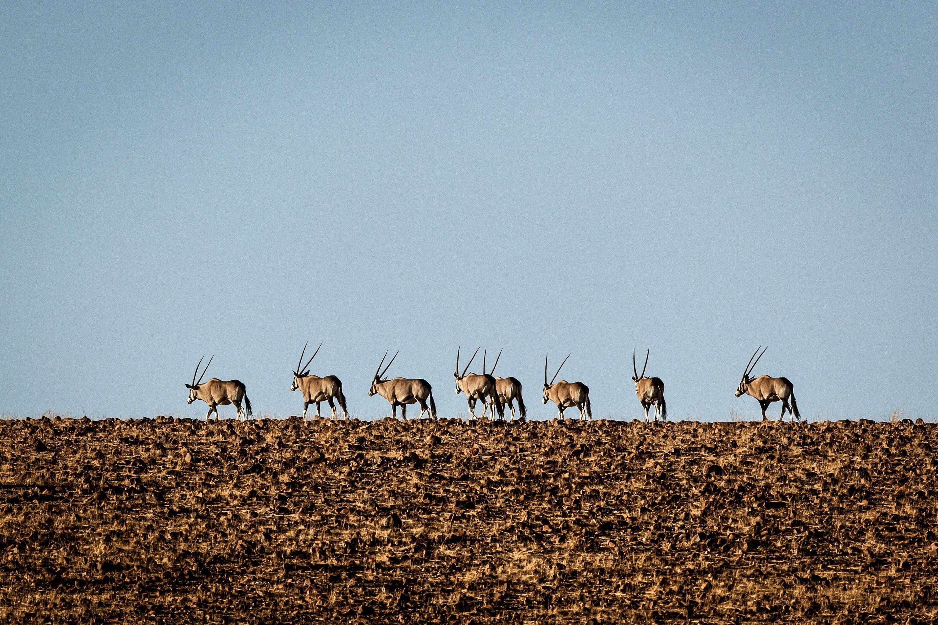 Photo story: a portrait of Namibia's Kunene region, home to desert ...