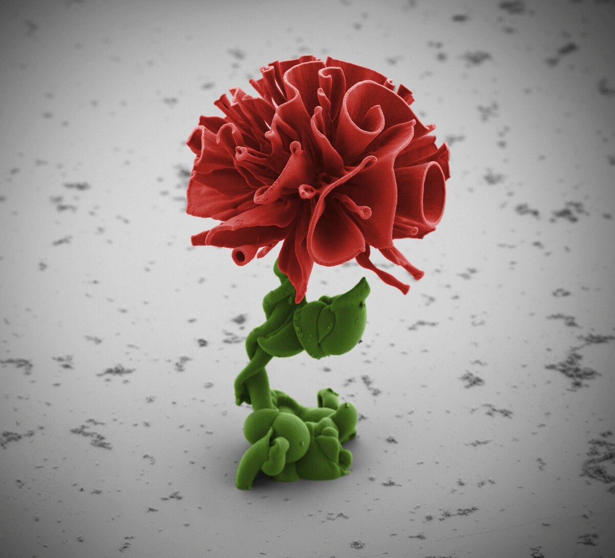 Pictures: Nano "Flowers" Created in Lab