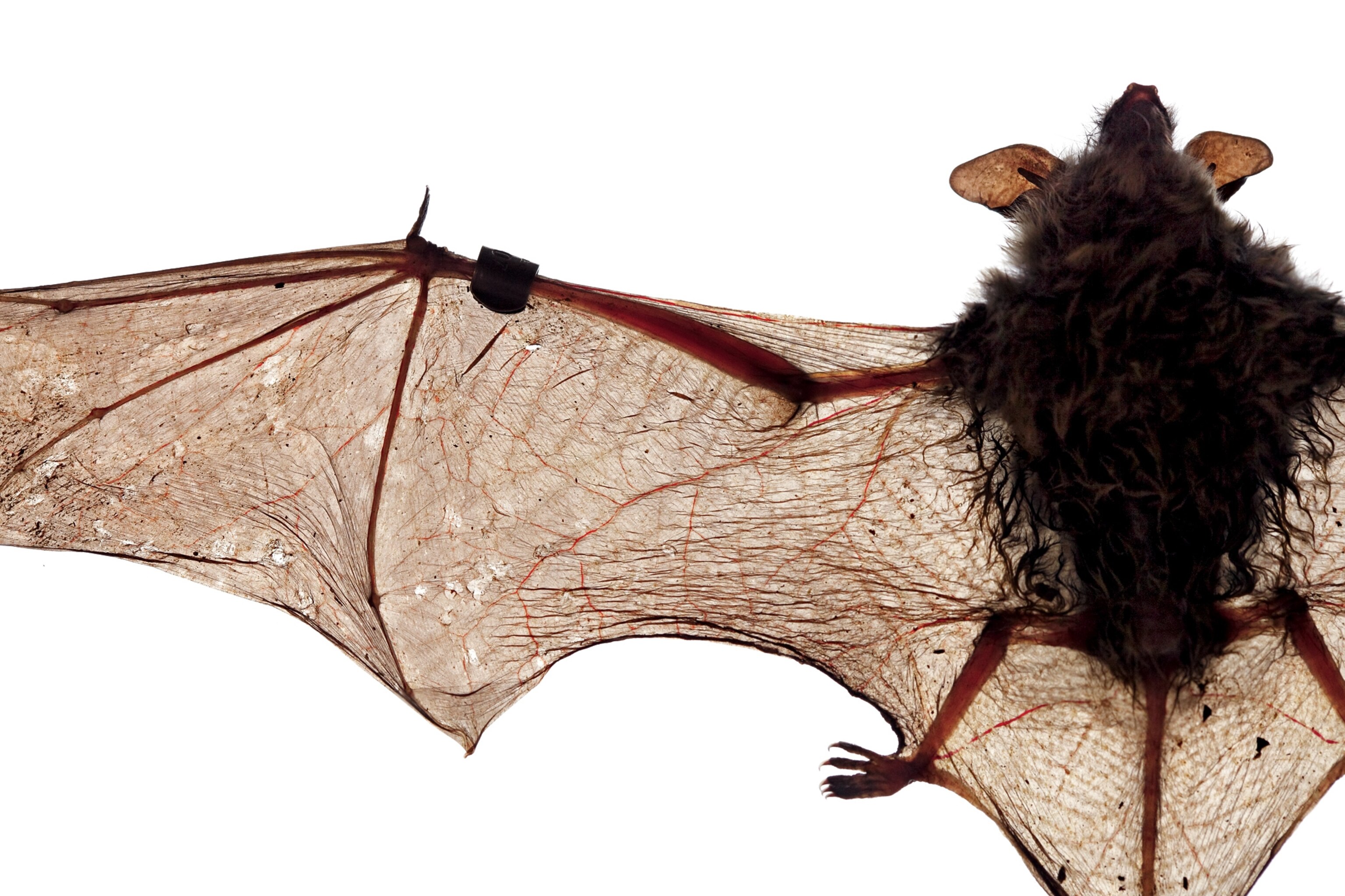 How Killer Fungus Burns Up Bats From the Inside