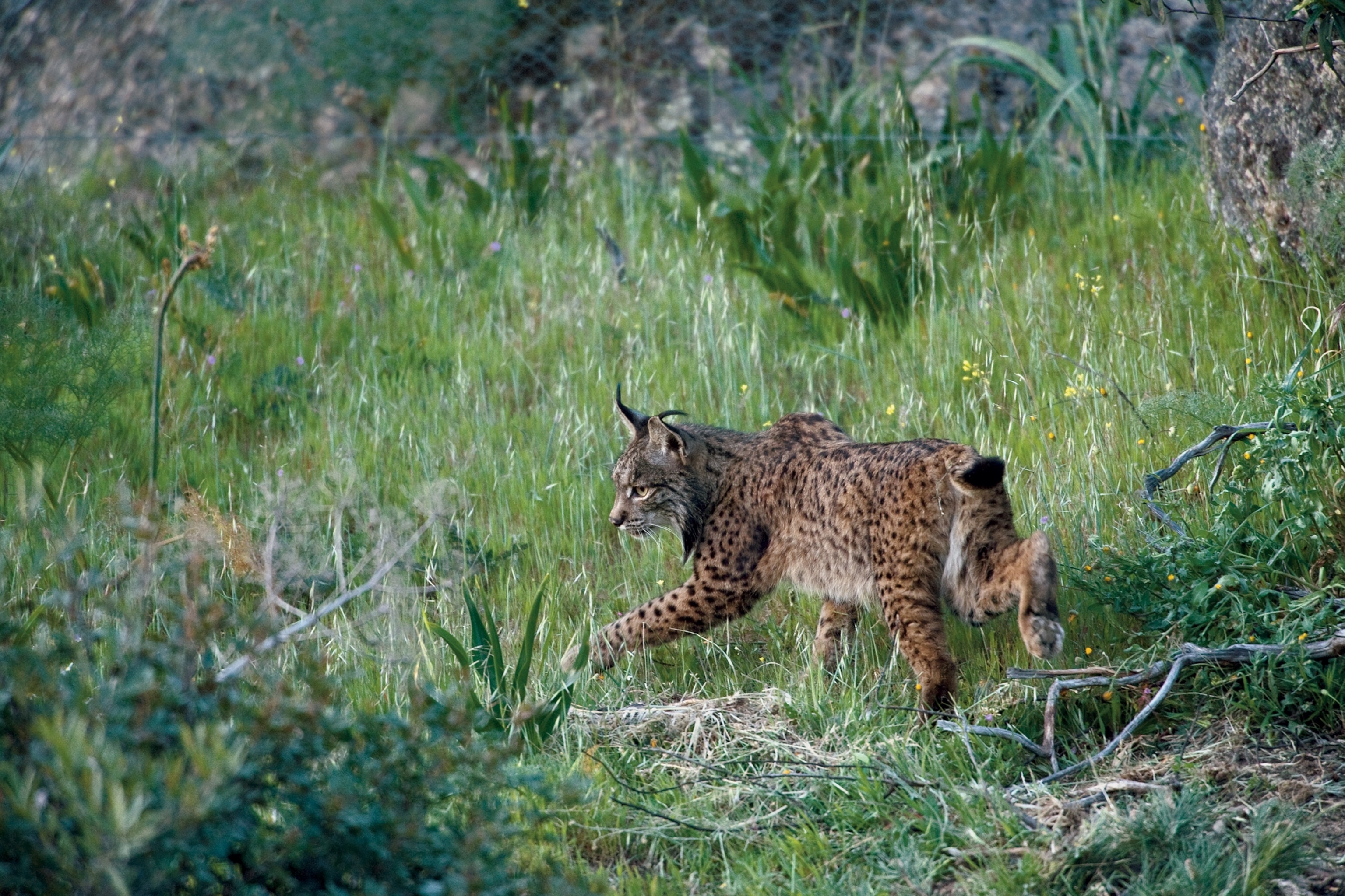 A Lifeline for the Iberian Lynx