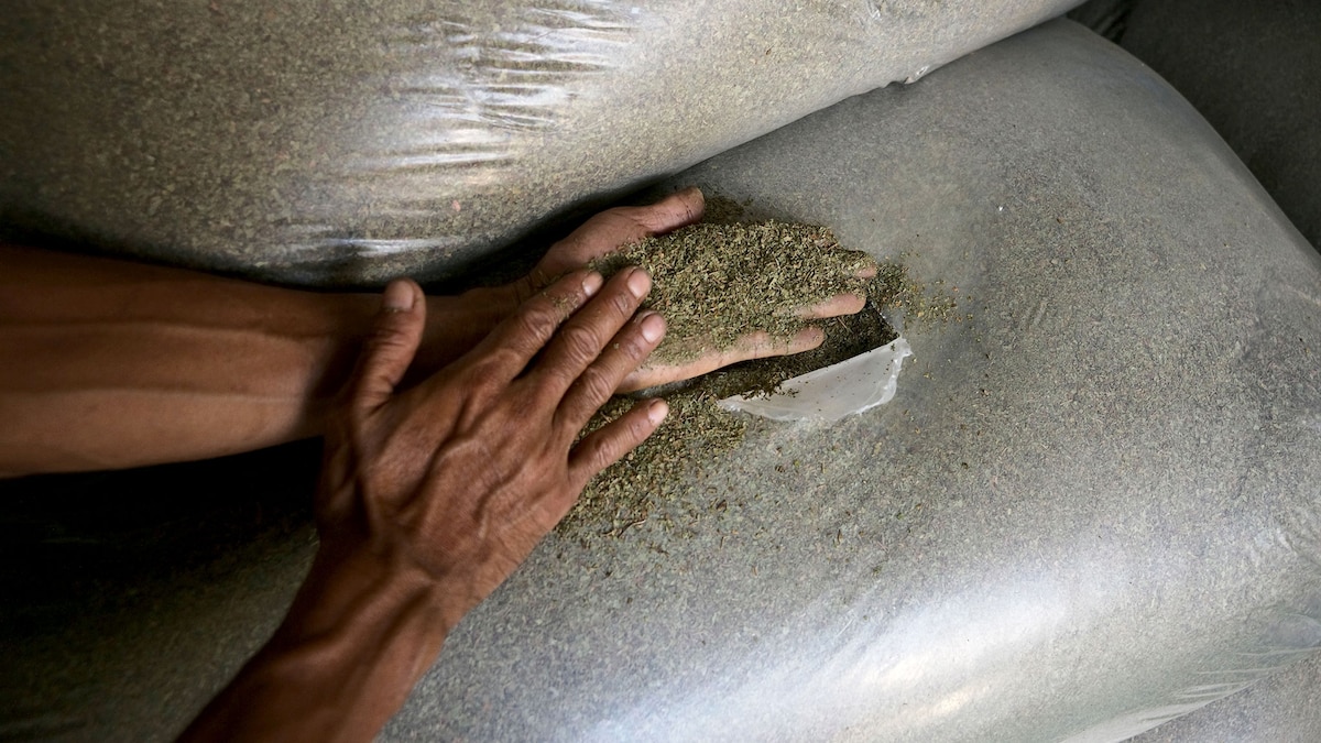 What is kratom? The risks and benefits of the herbal product | National ...