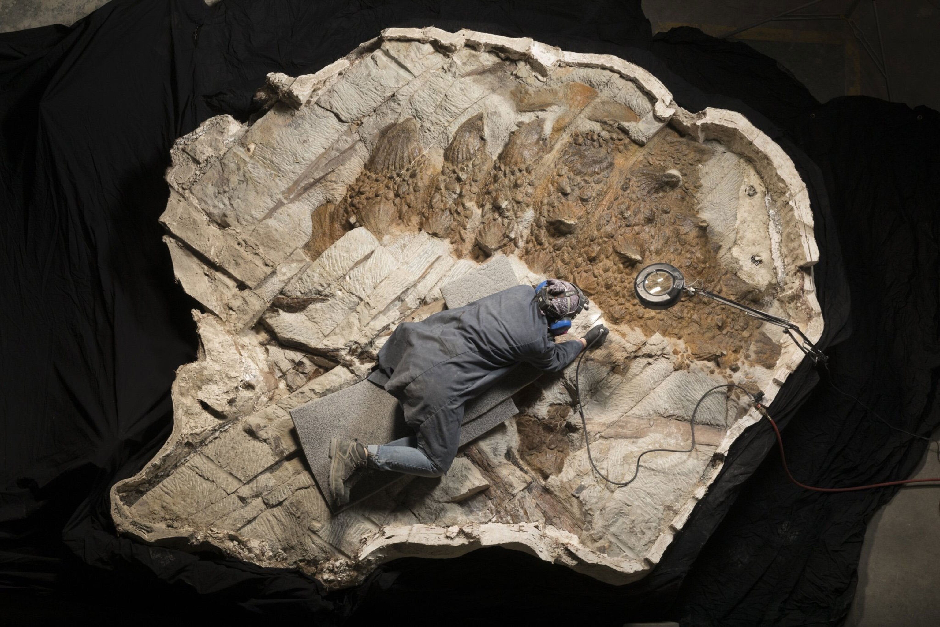 Amazing 'Ghostbusters' dinosaur fossil, Zuul, goes on display