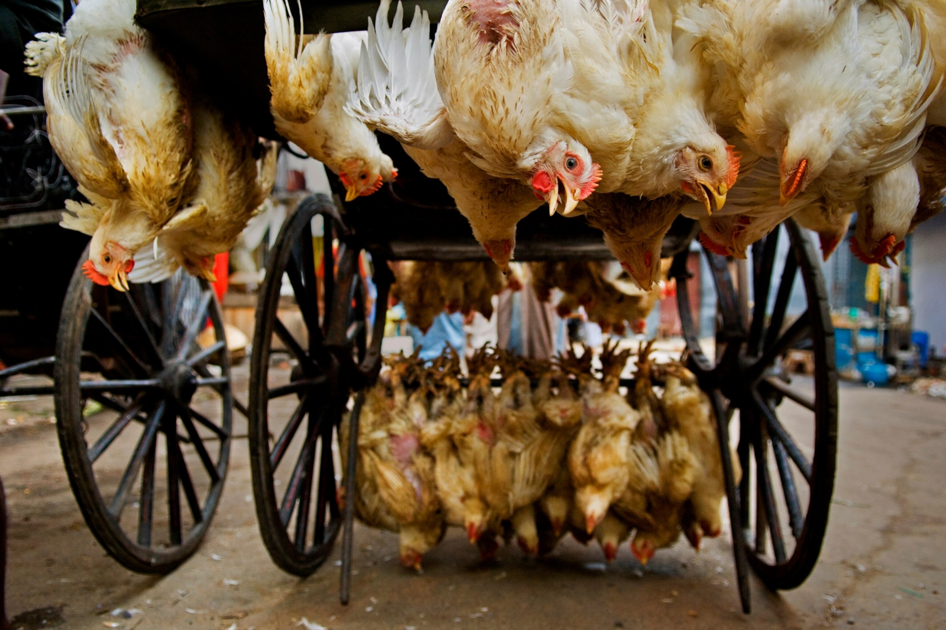 Last Days of the Rickshaw