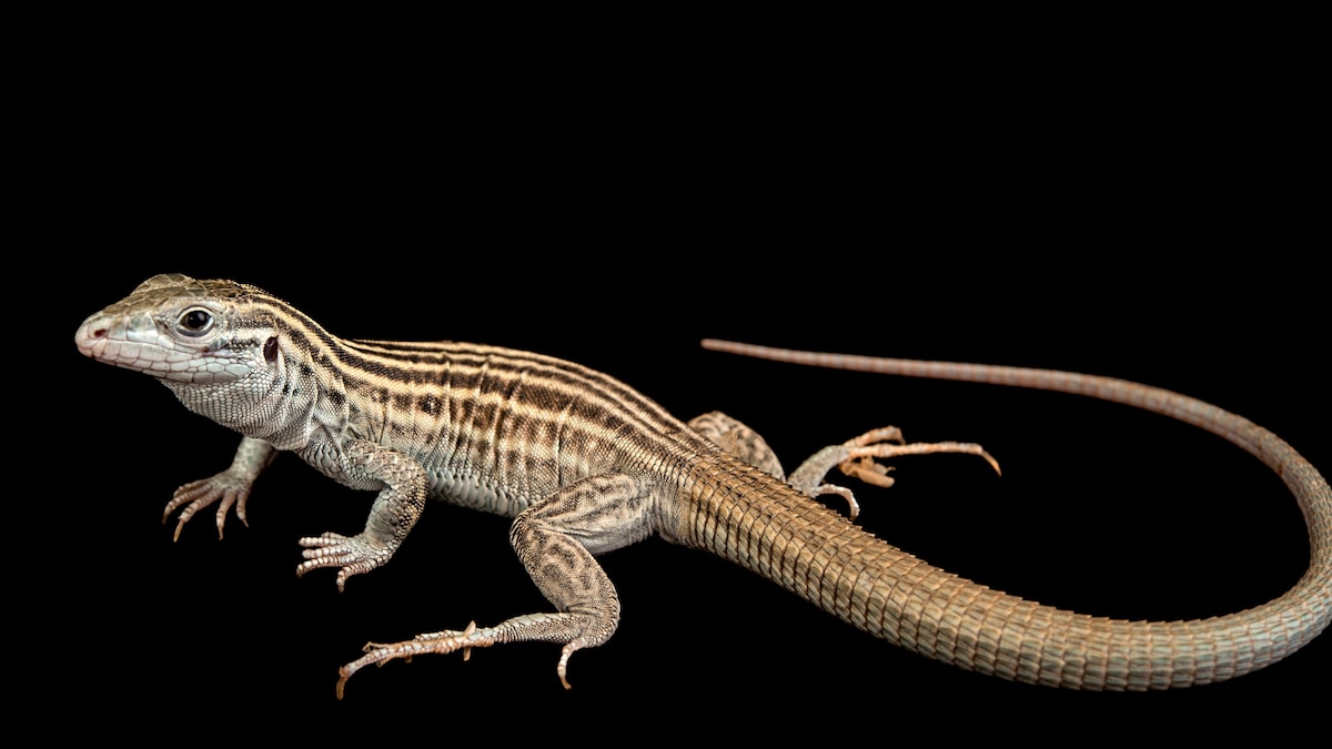 How an Asexual Lizard Procreates Alone | National Geographic