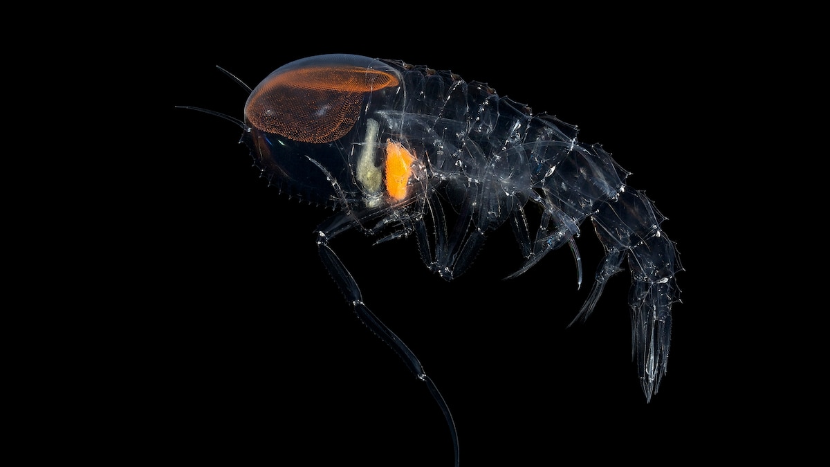 This Ocean Creature Makes Its Own Invisibility Cloak | National Geographic