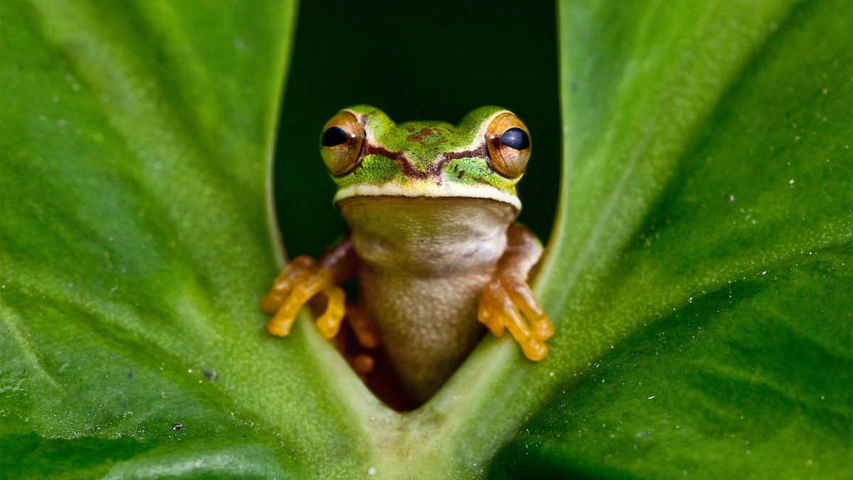 The Search for Missing Frogs Brings Some Species Back From the Dead ...