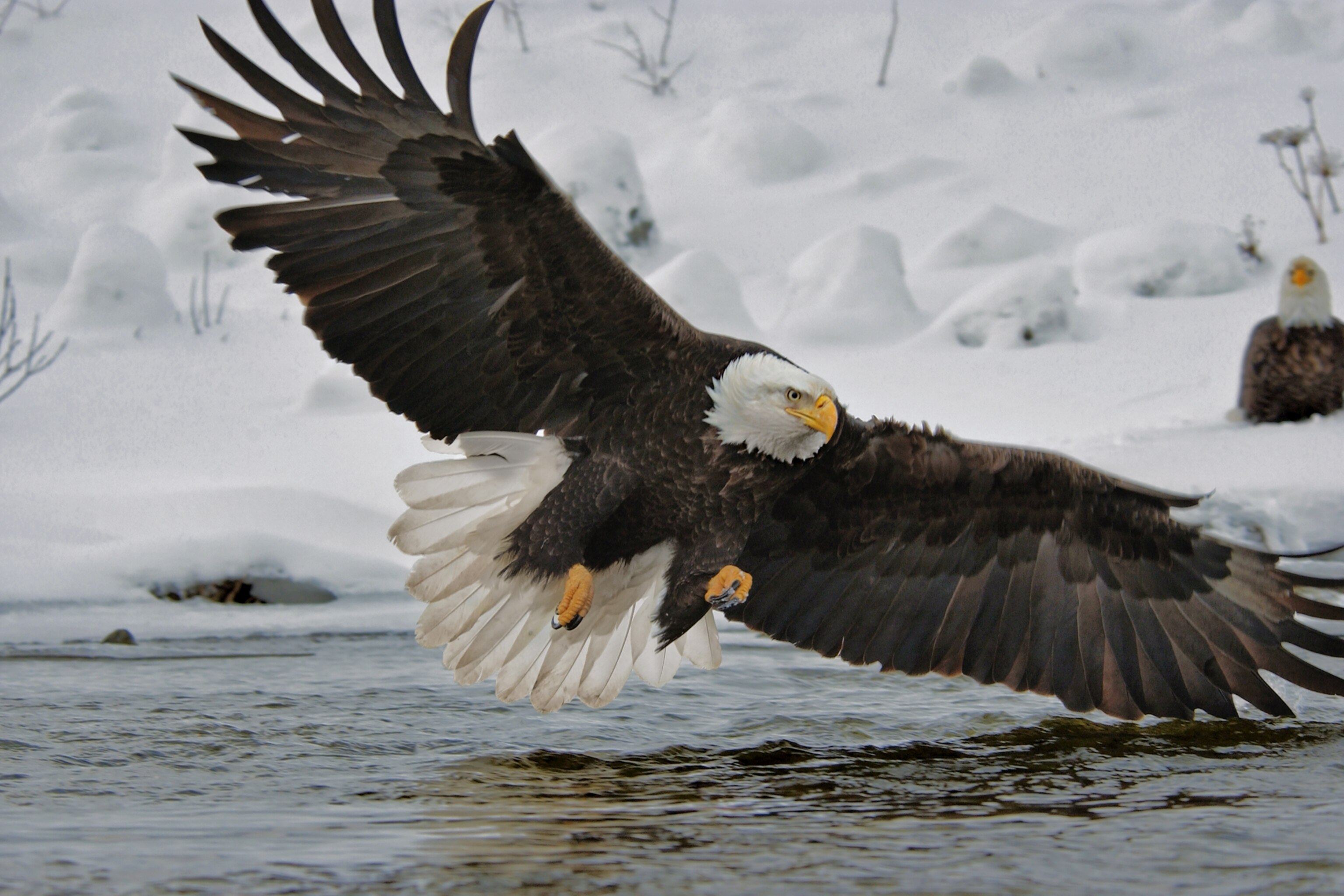 Bald Eagles