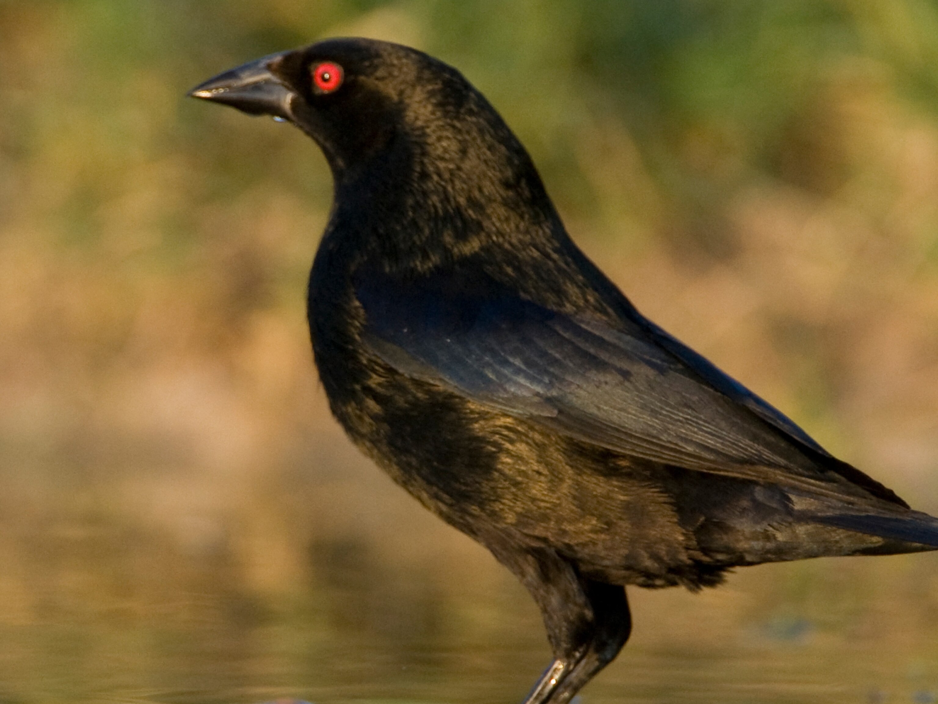 White Parakeet With Red Eyes
