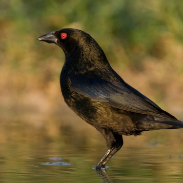 What Is A Cowbird
