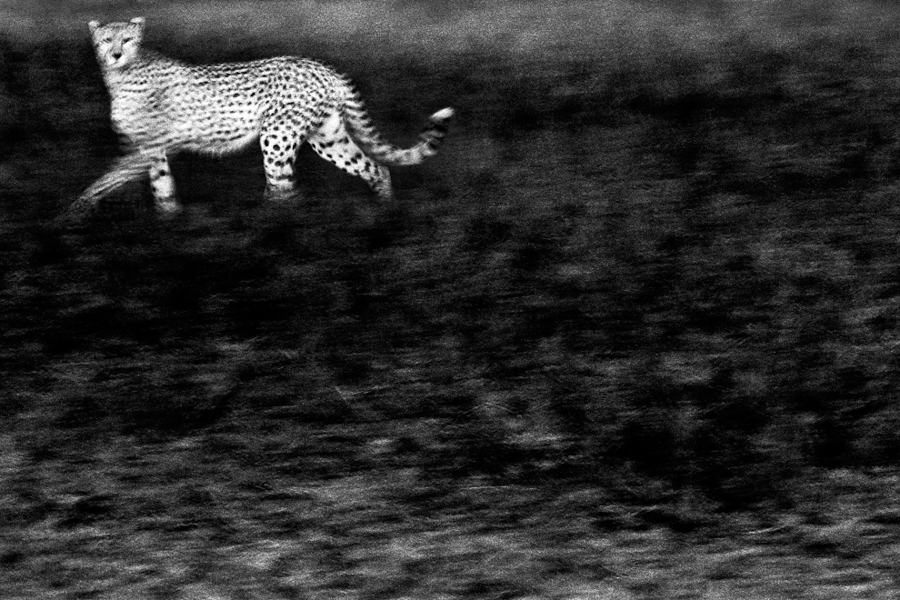 Photos: Best European Wildlife Pictures Announced