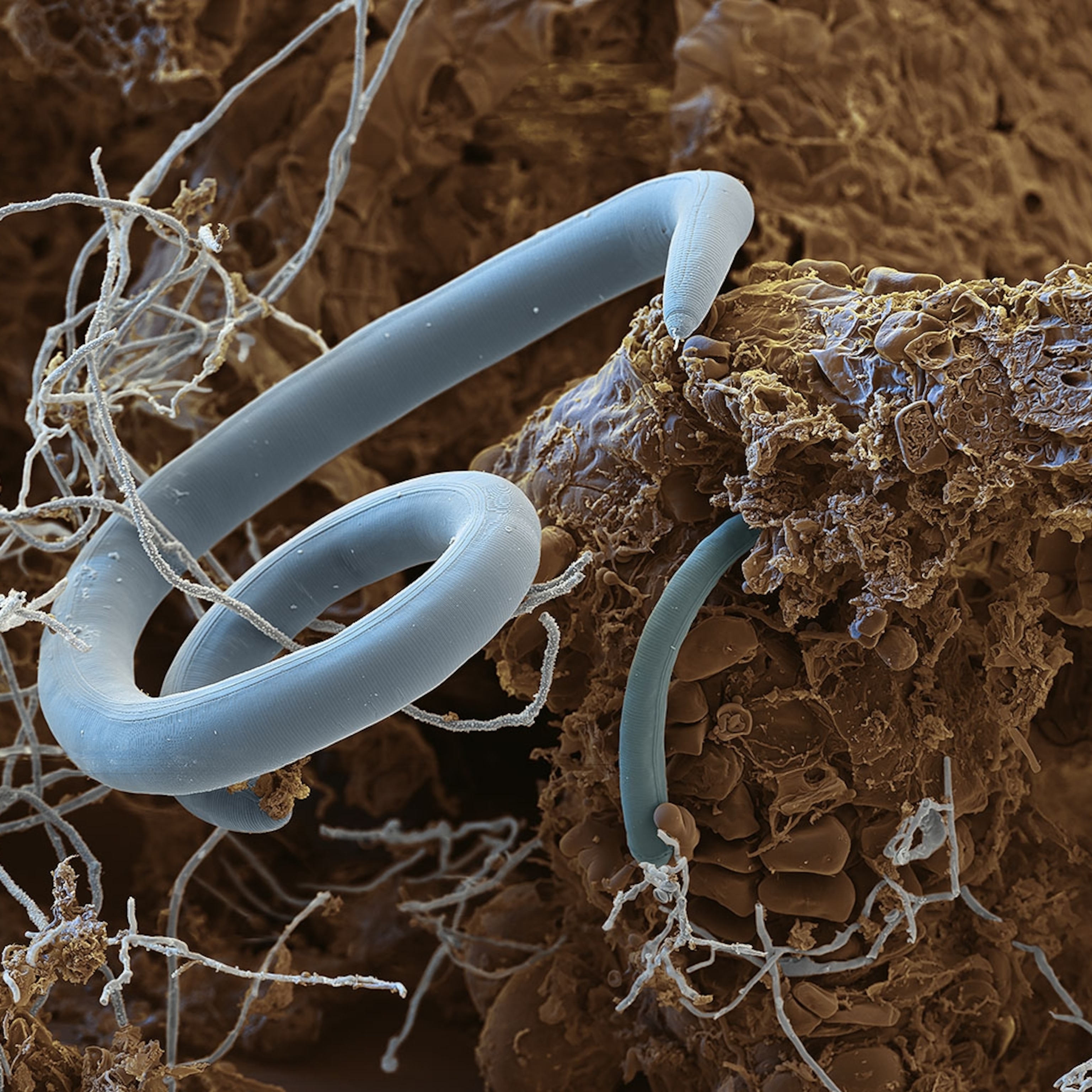 Meet the marvelous creatures that bring soil to life
