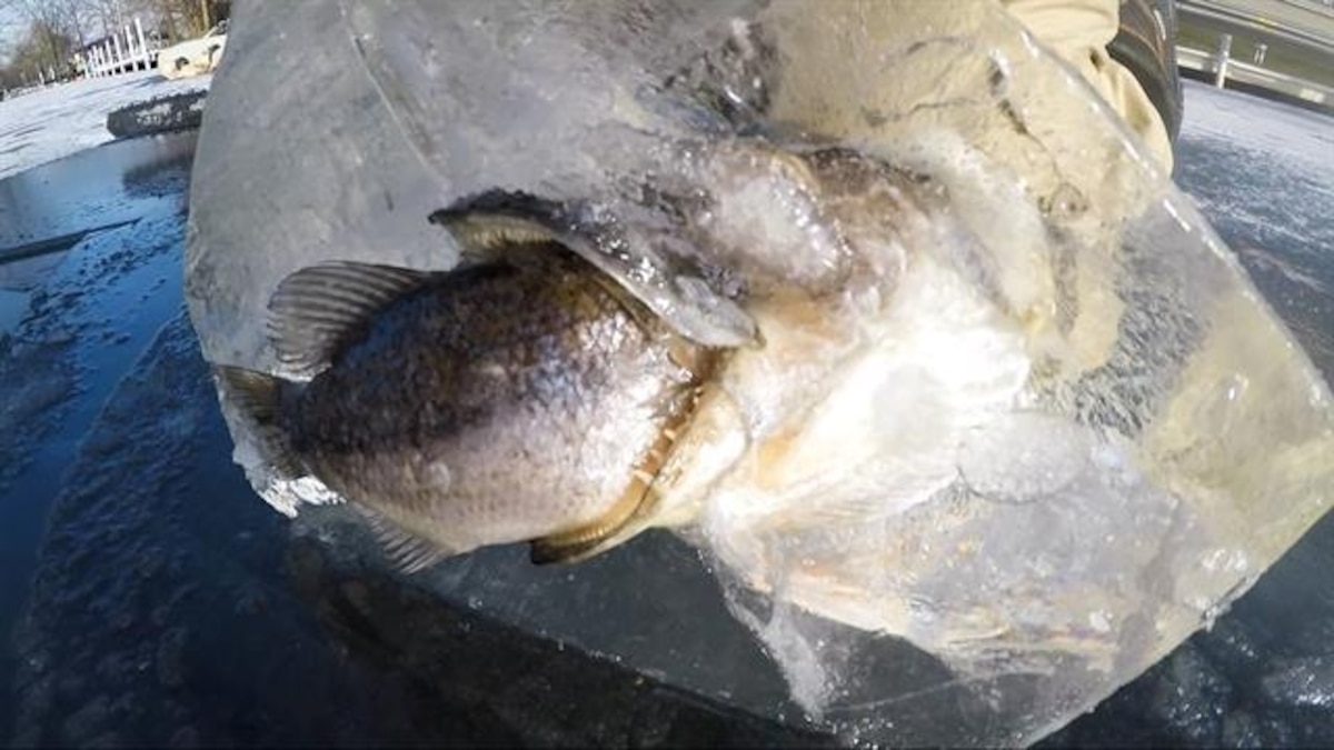 One Fish Frozen While Eating Another—A Rare Discovery | National Geographic