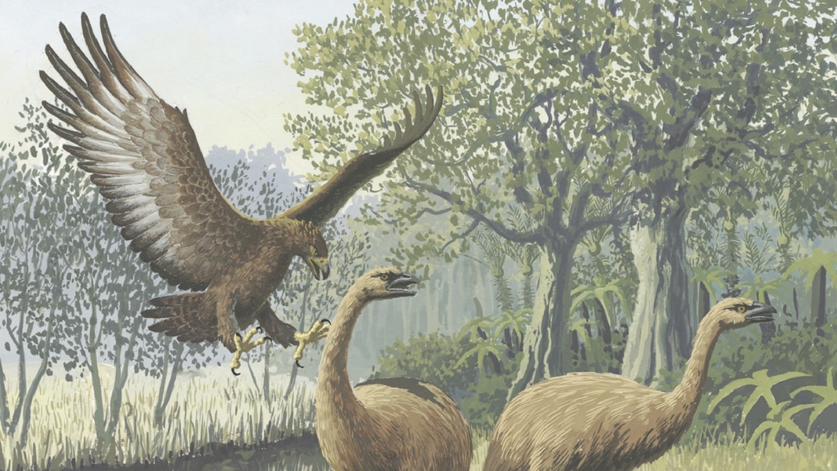 New Zealand’s Long-Lost Giant Raptor | National Geographic