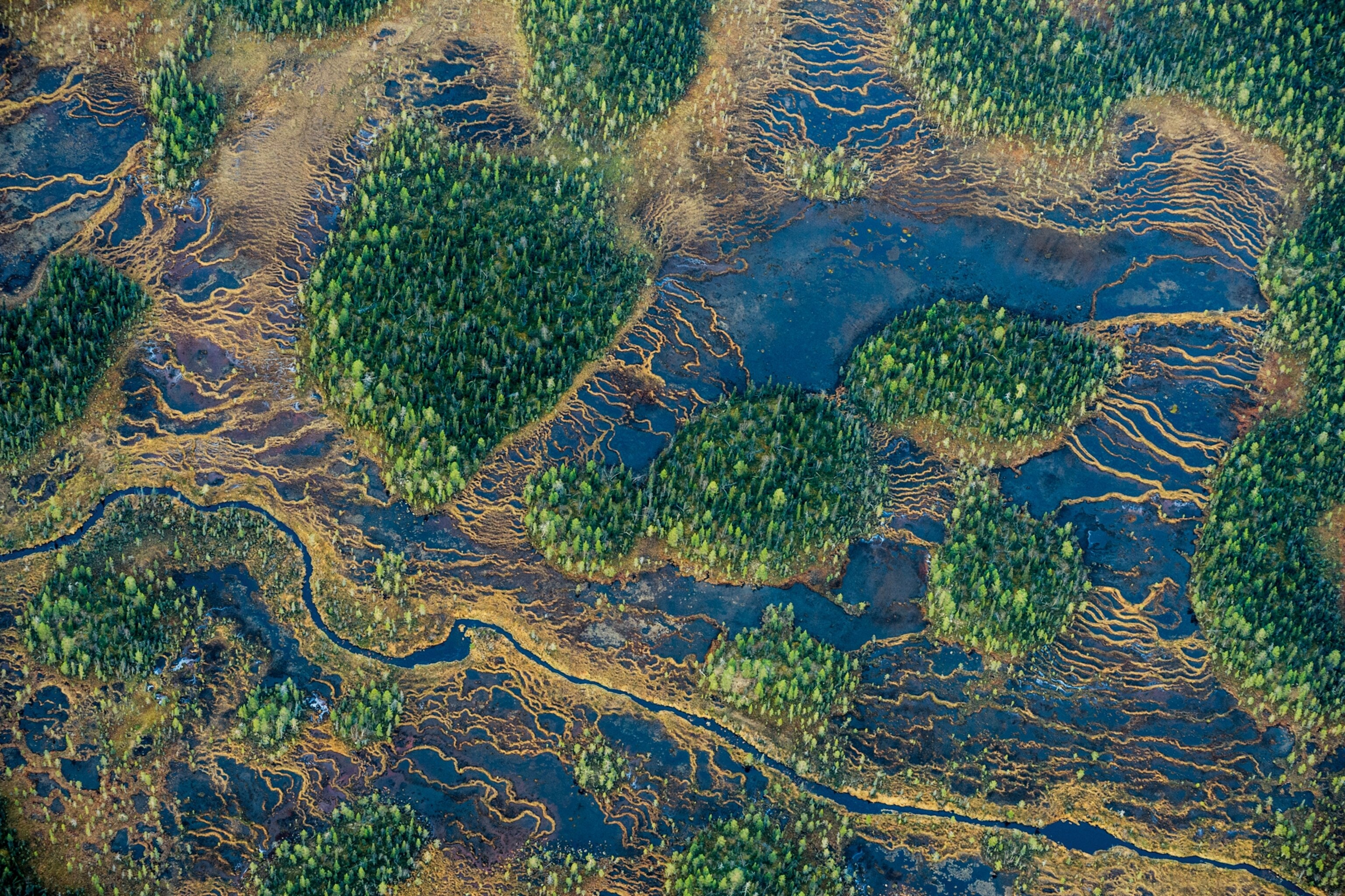 Wild Heart of Sweden