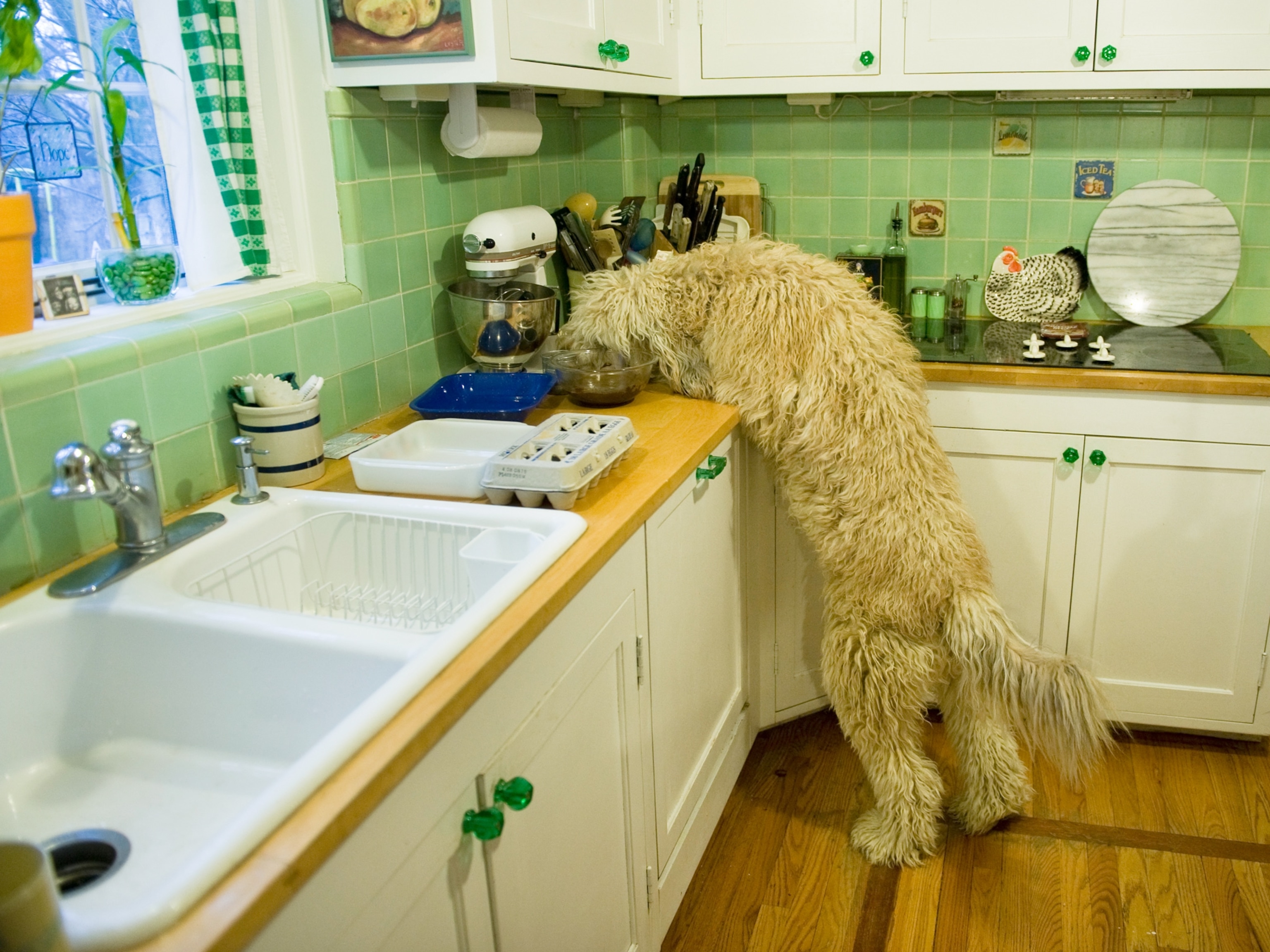 Confirmed: Dogs Sneak Food When People Aren't Looking | National Geographic