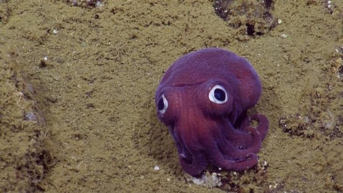 Watch a Googly-Eyed Sea Creature Crack Up Scientists | National Geographic