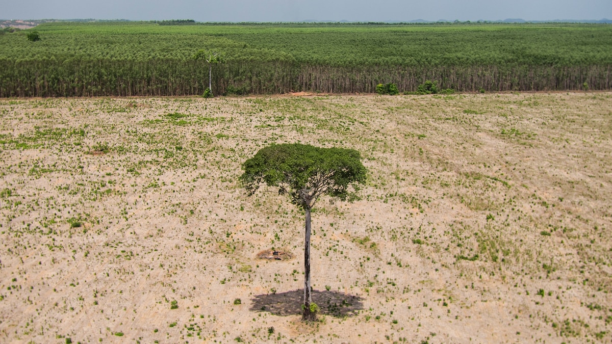 Opinion: To prevent pandemics, stop disrespecting nature | National ...