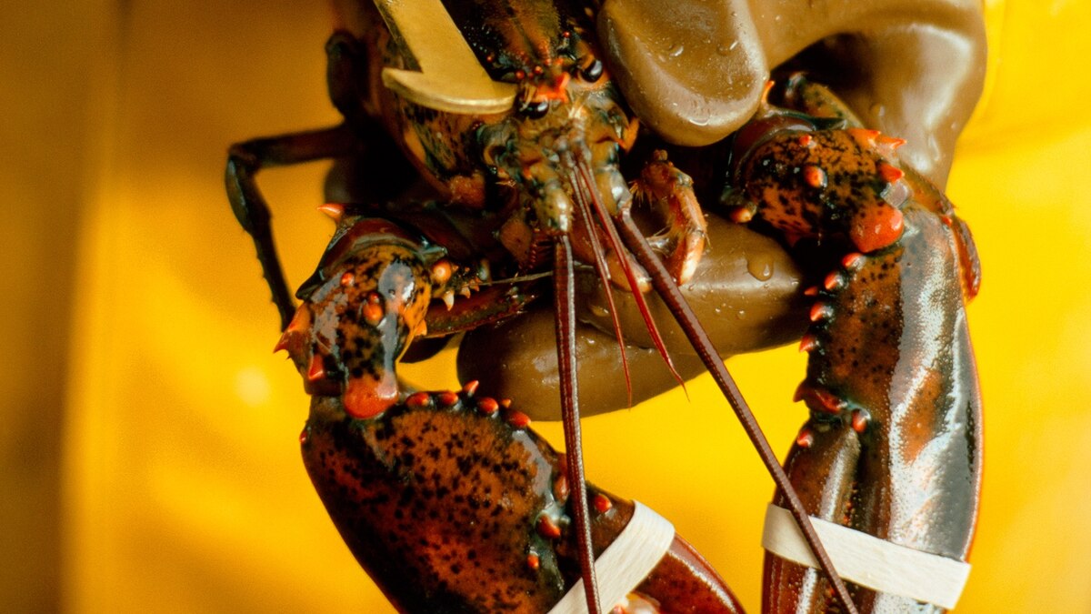Debate Continues: Did Your Seafood Feel Pain? | National Geographic
