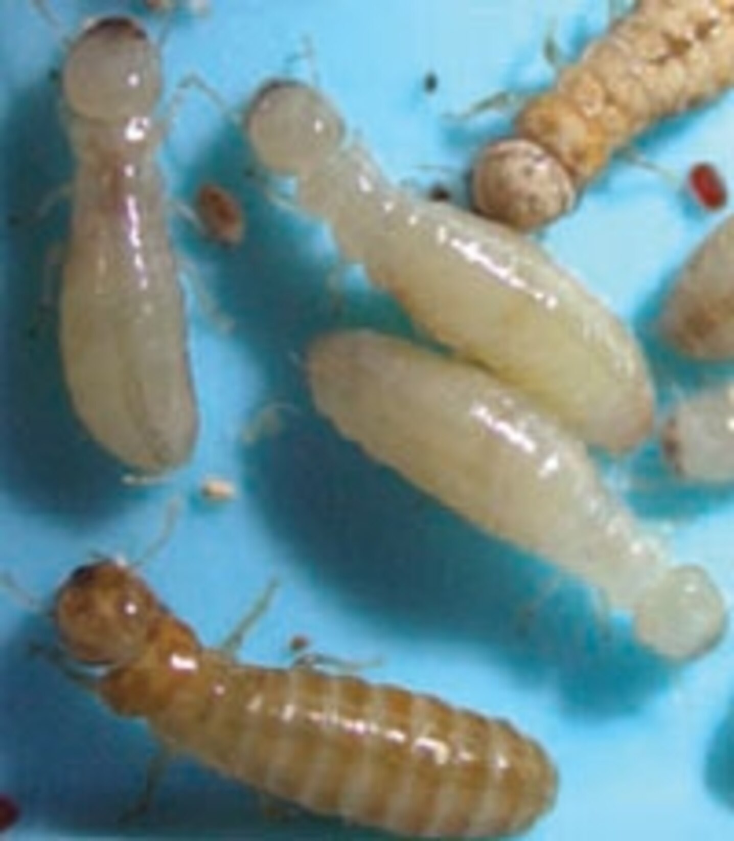 Queen Termite Anatomy Termites Blog Termites Queen: Over 198