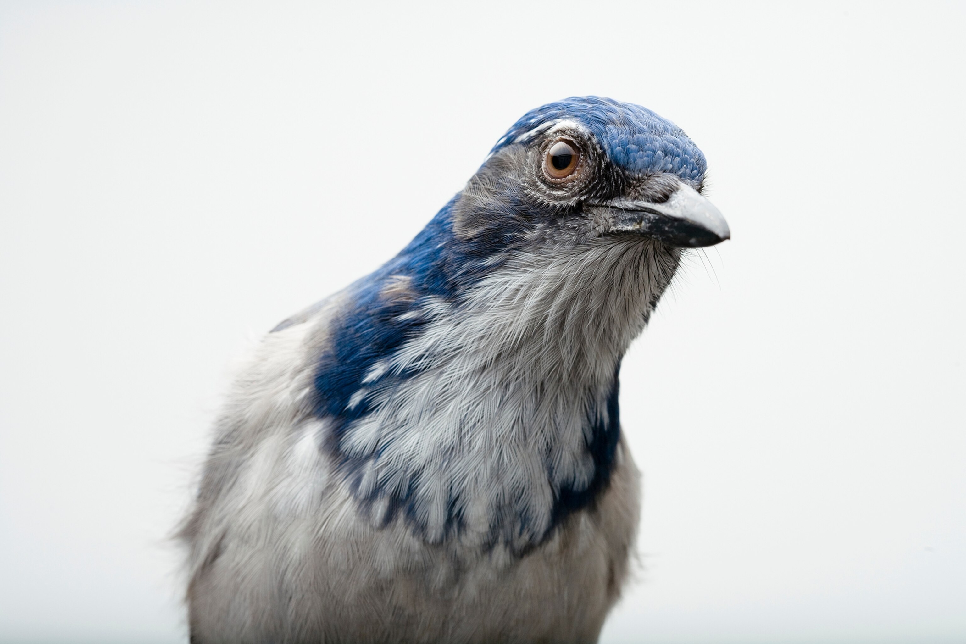 For World Animal Day, 10 Sharp Pictures of Brainy Animals | National ...