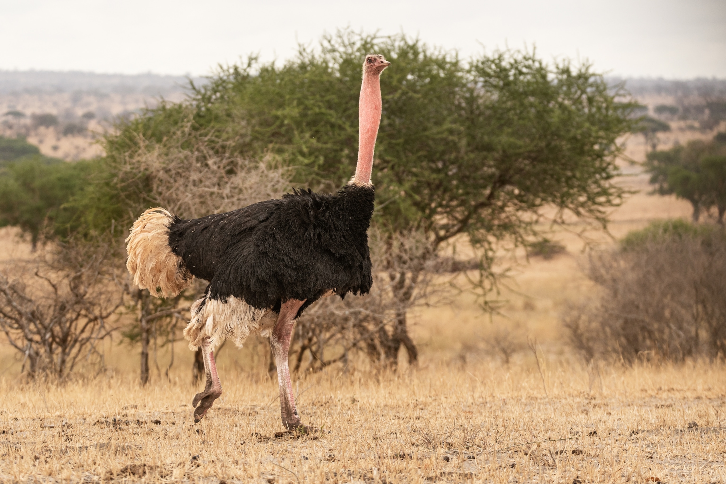 They may look goofy, but ostriches are nobody’s fool