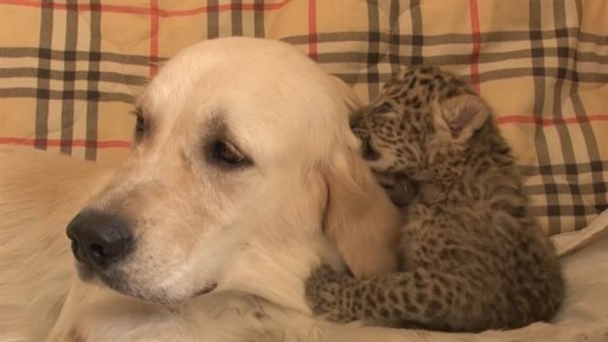 Dog Protects Amur Leopard Cub From Cannibalism | National Geographic