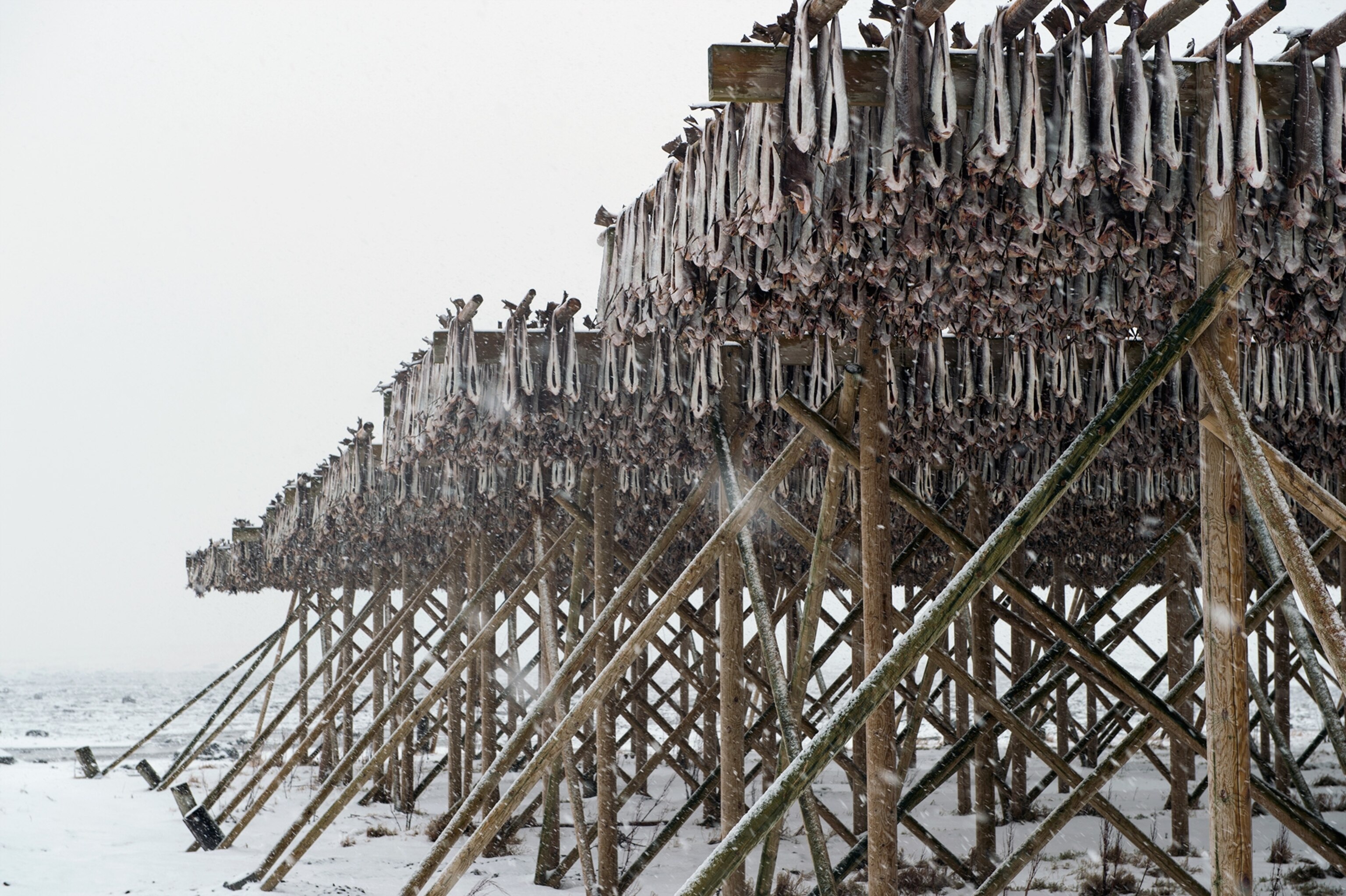 Savor the Fleeting Season of Skrei, King of Cod | National Geographic