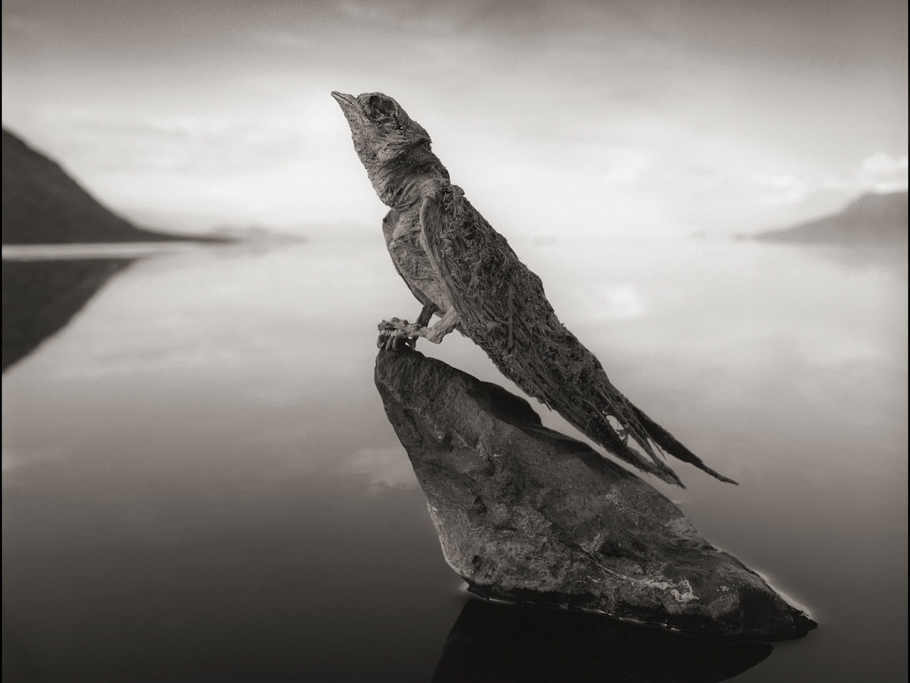 Unusual Pictures: "Calcified" Birds, Bats Found at African Lake