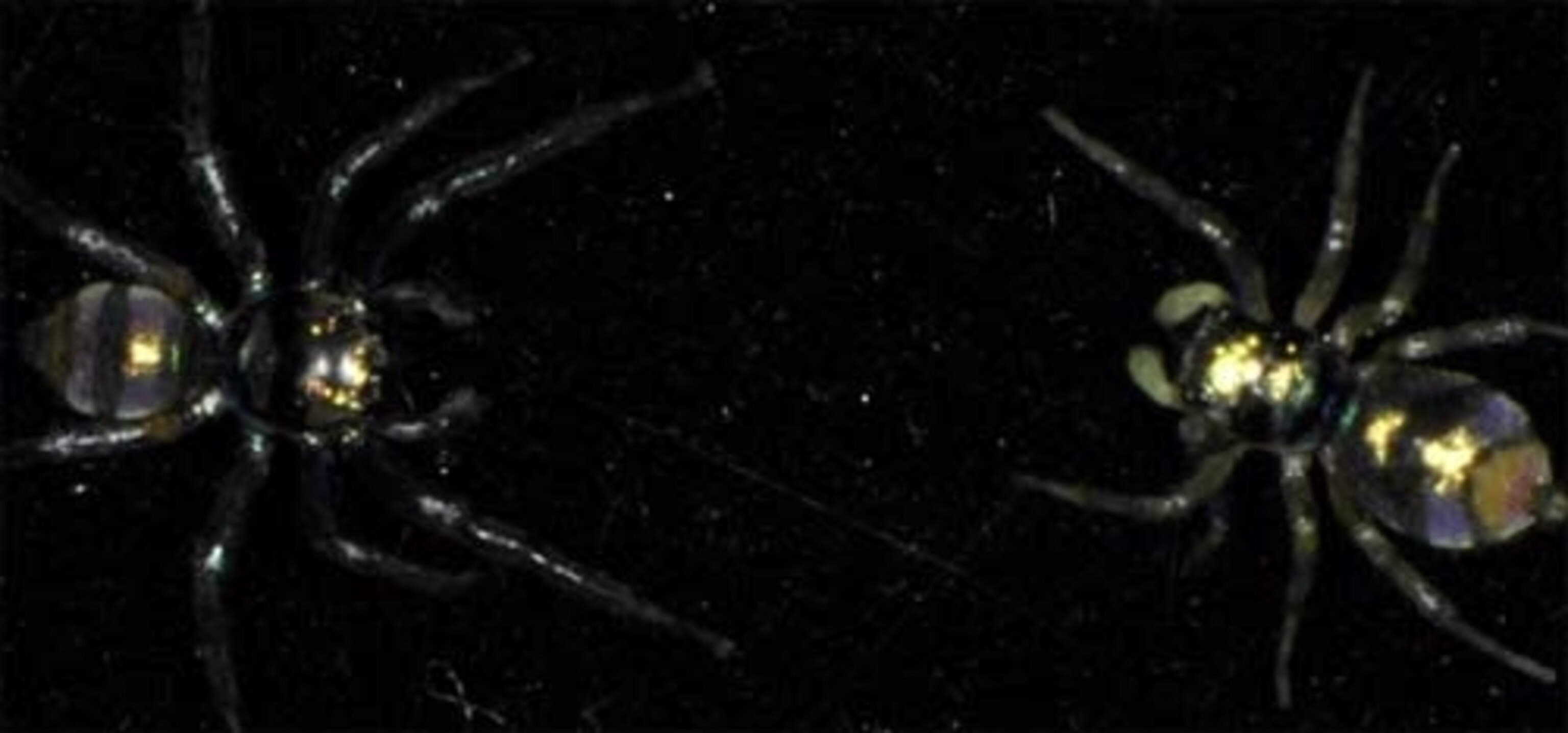 Sexy jumping spiders court females with ultraviolet patches | National ...